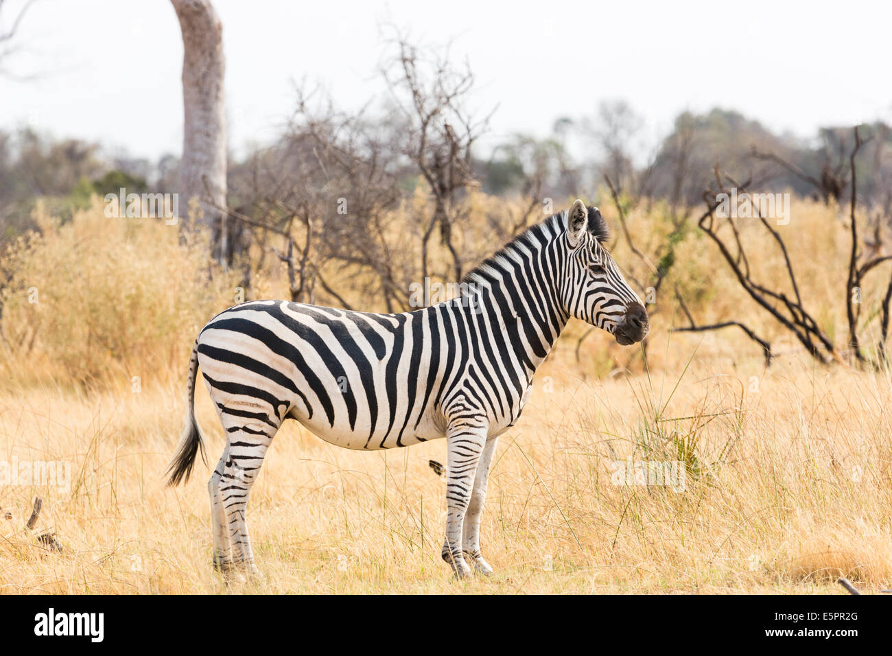 Botswana plains zebra standing hi-res stock photography and images - Alamy