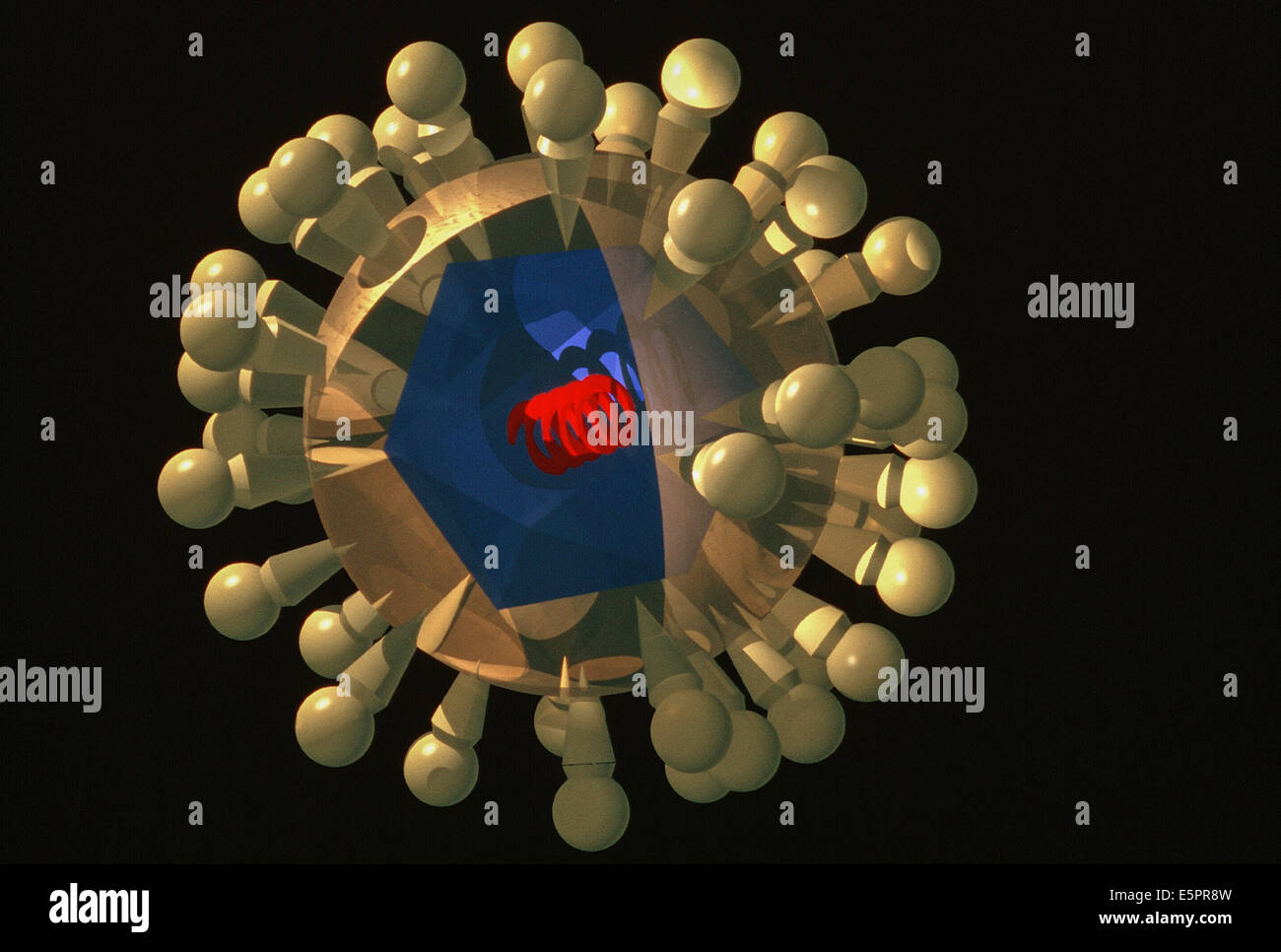 Cutaway view of the Herpes simplex virus (HSV), of the herpesviridae ...