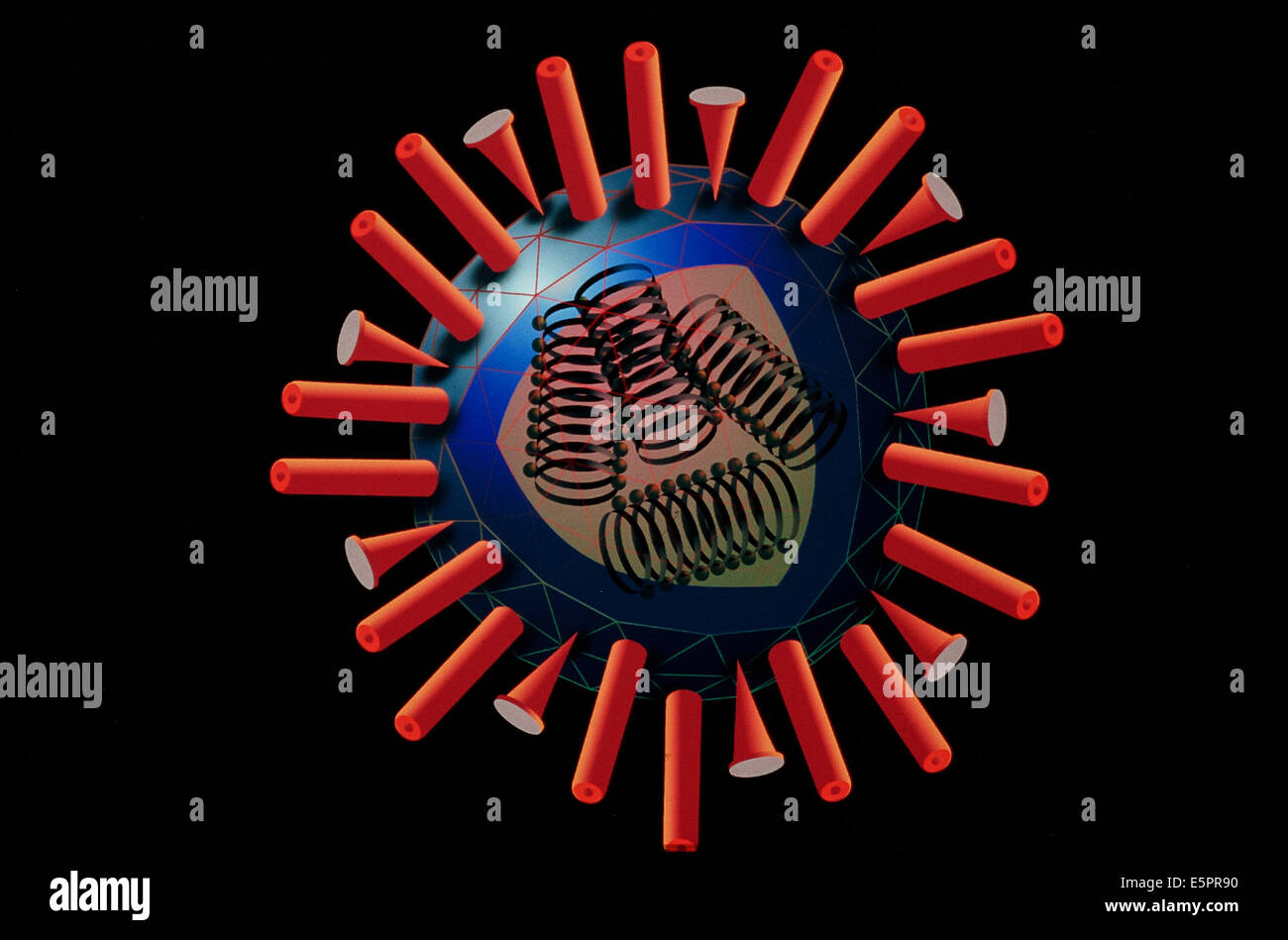Cutaway view of the flu (influenza) virus, family of the orthomyxovirus ...