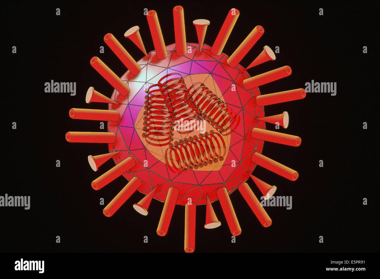 Influenza Virus Drawing Stock Photos & Influenza Virus Drawing Stock ...