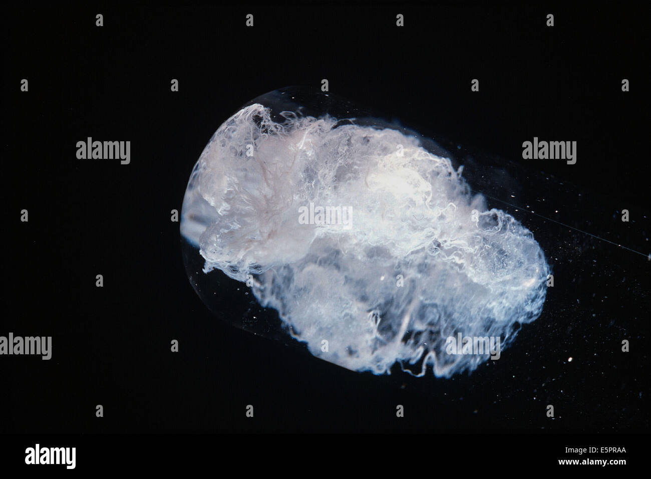 Genethon research laboratory, Evry, France. Solution of purified DNA ...