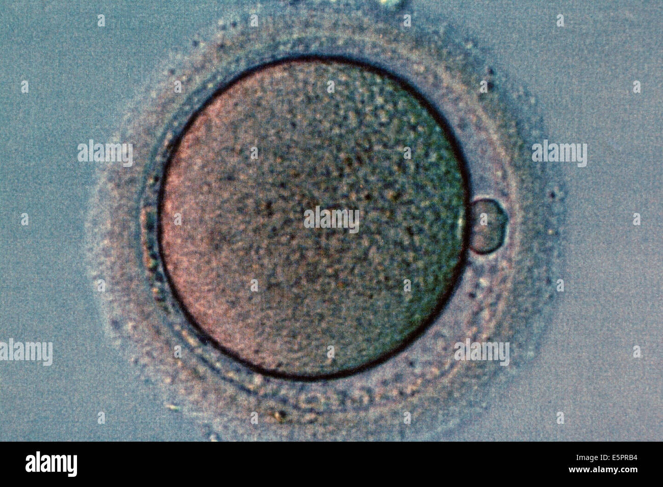 Egg Cell Under Microscope