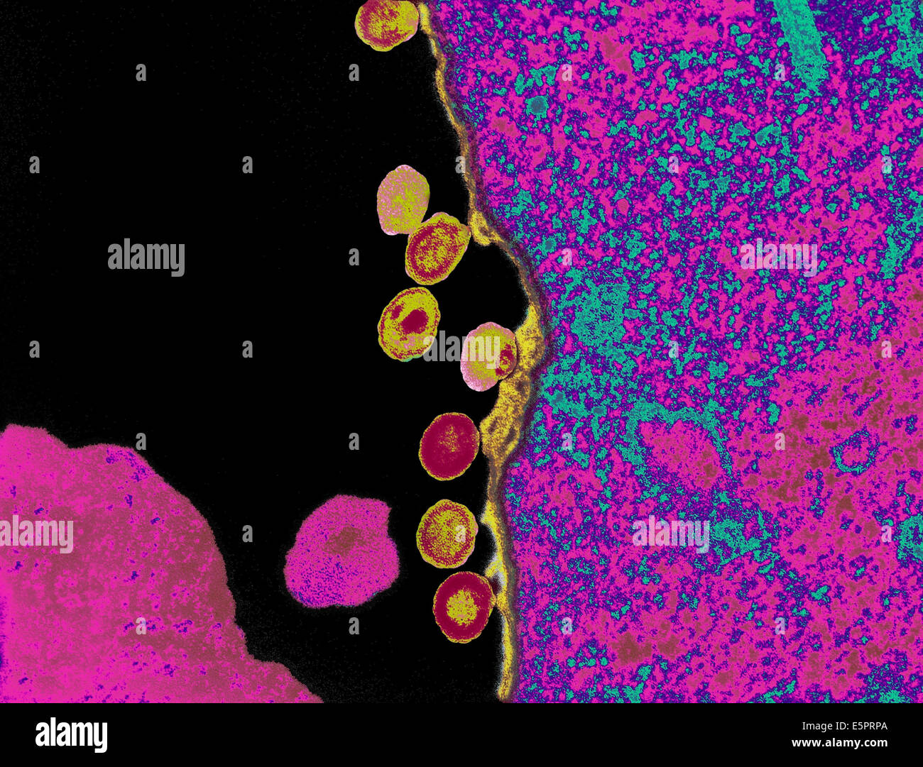 Electron microscopy human cell hi-res stock photography and images - Alamy