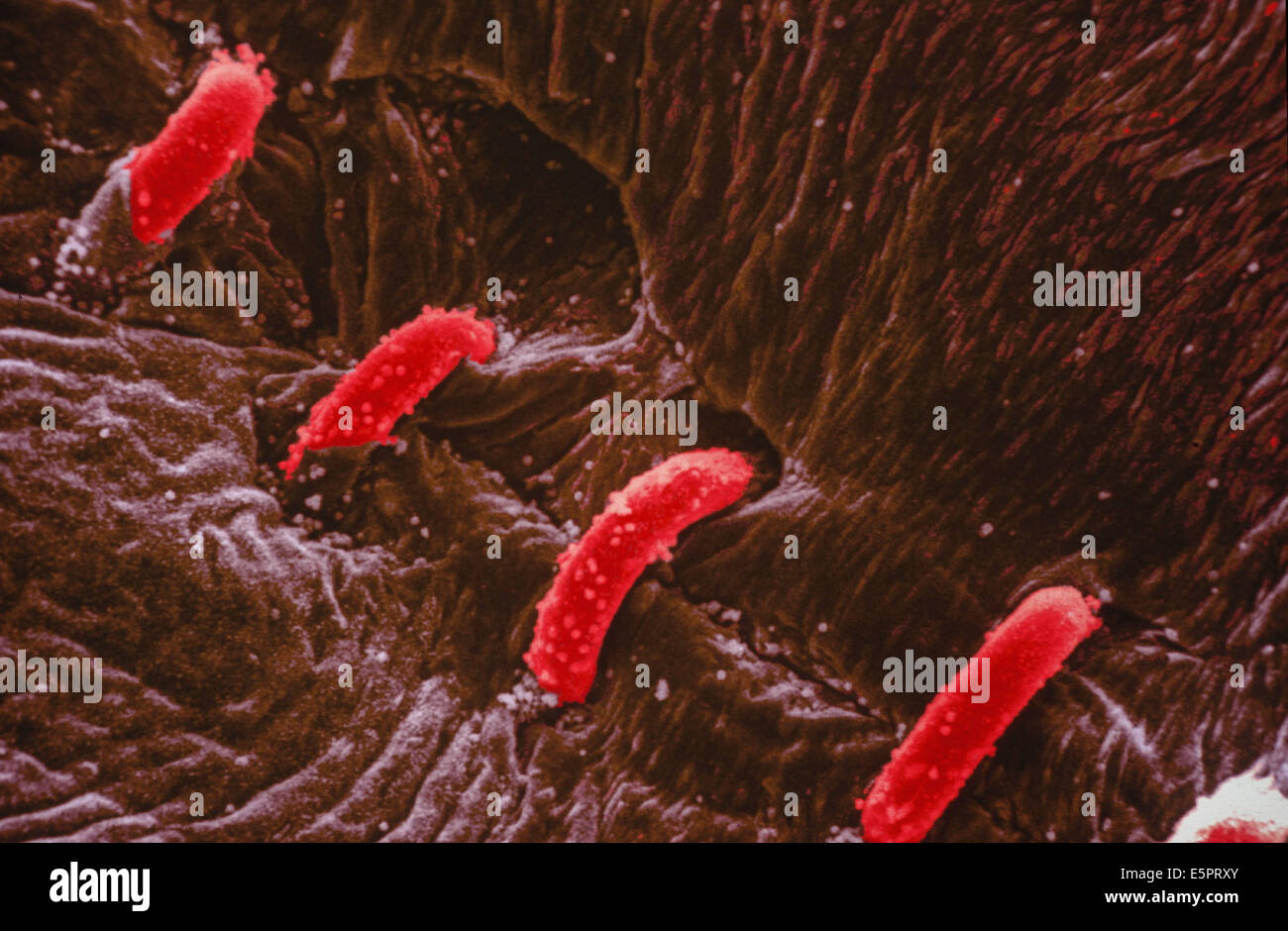 Stiched High Resolution Stock Photography and Images - Alamy