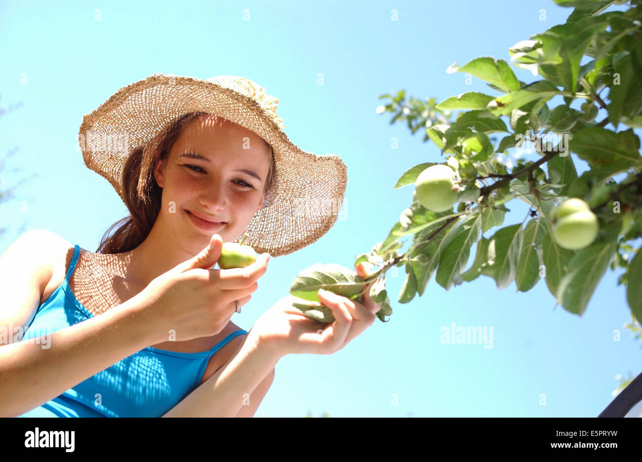 Woman picking fruits in an orchard Stock Photo - Alamy