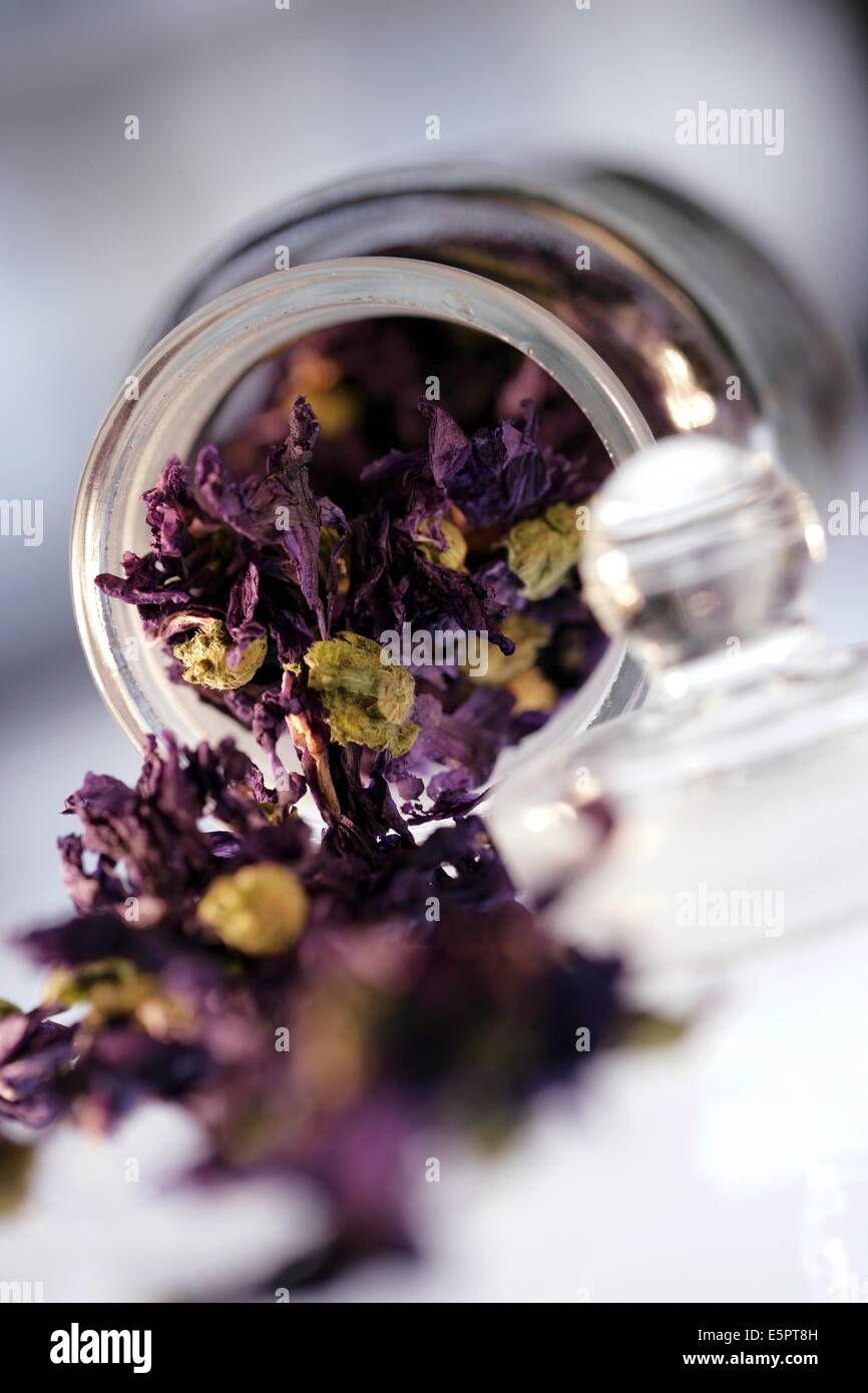 Dried Mallow flower (Malva sylvestris Stock Photo - Alamy