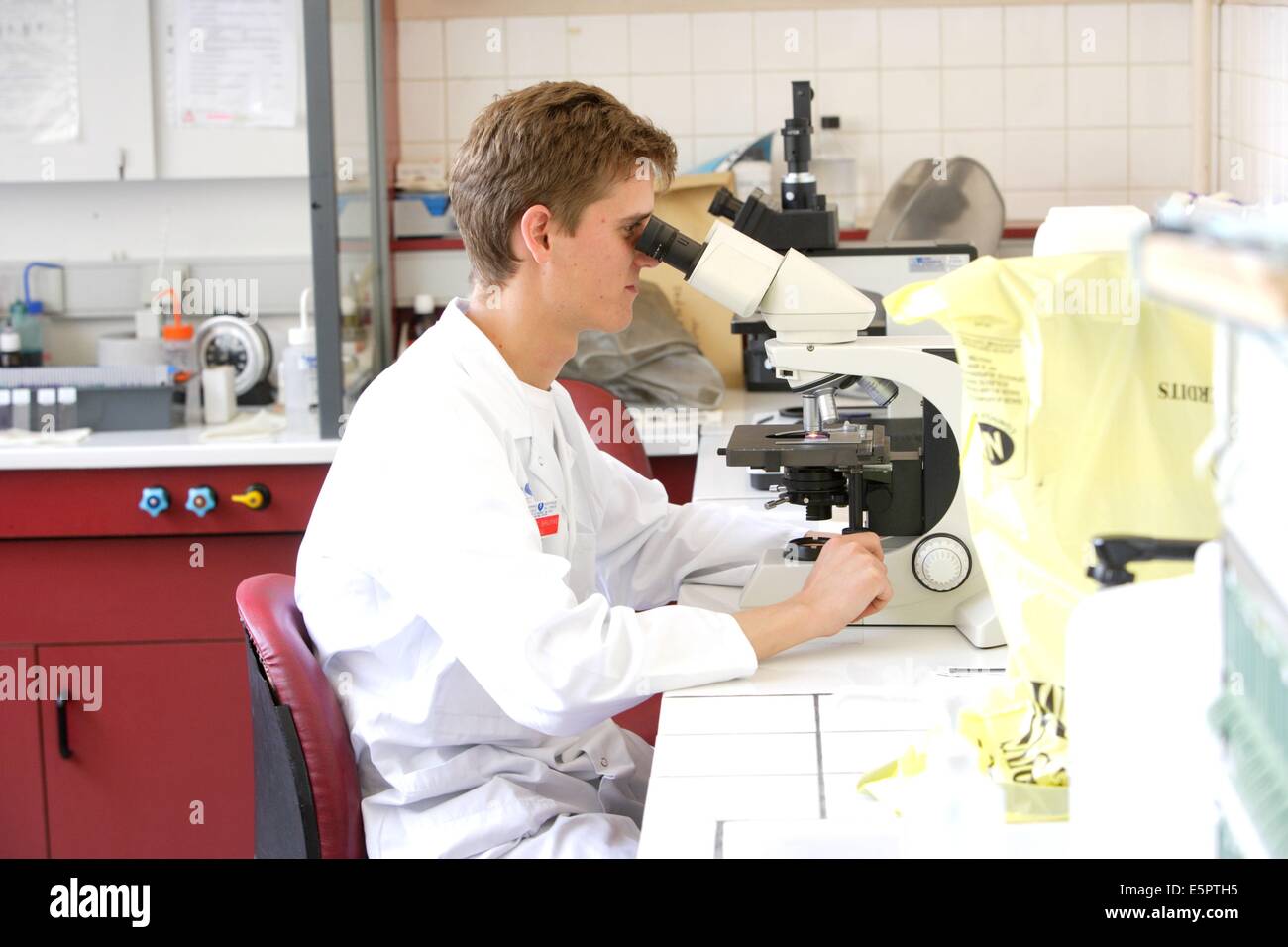 A laboratory technician is examining a blood sample (blood smear) on a ...