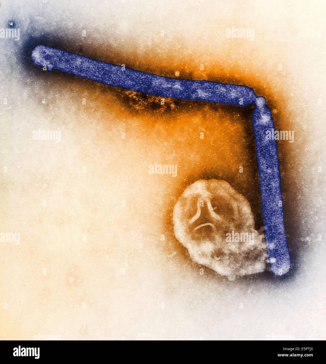 Transmission electron micrograph (TEM) of two avian influenza A H5N1 ...