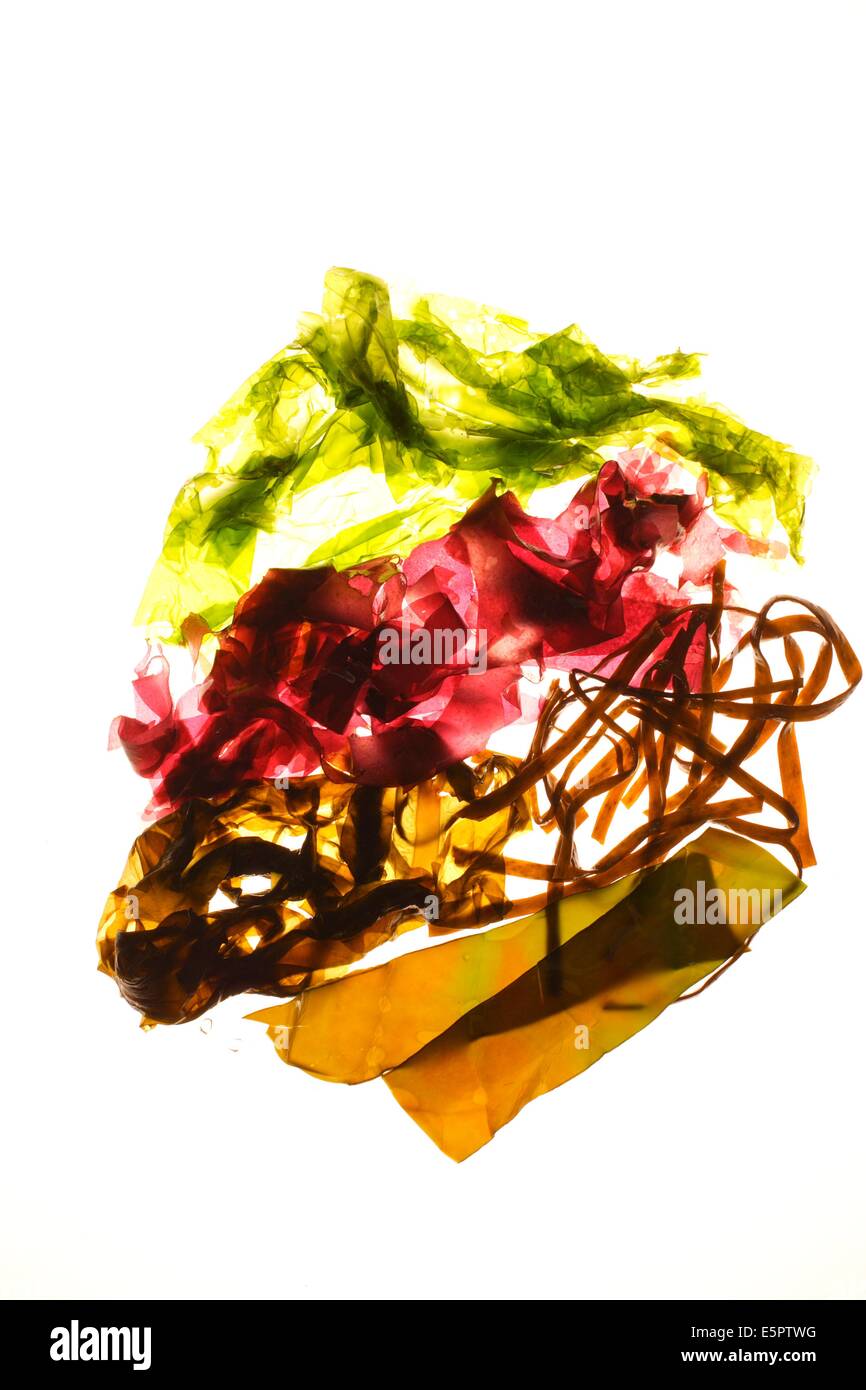 Dulce seaweed hi-res stock photography and images - Alamy