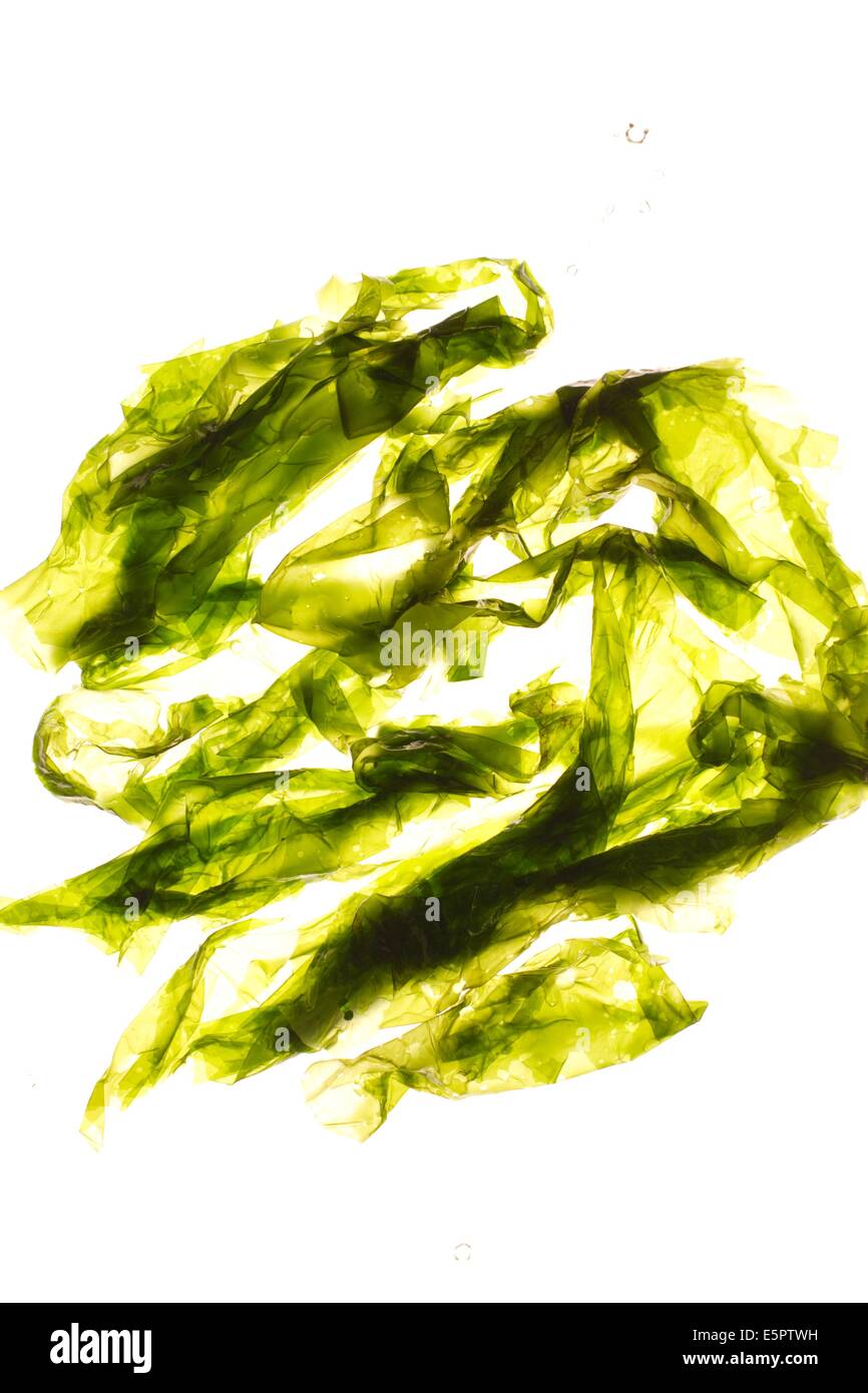 Edible green seaweed : green laver (Ulva lactuca), also known as sea ...