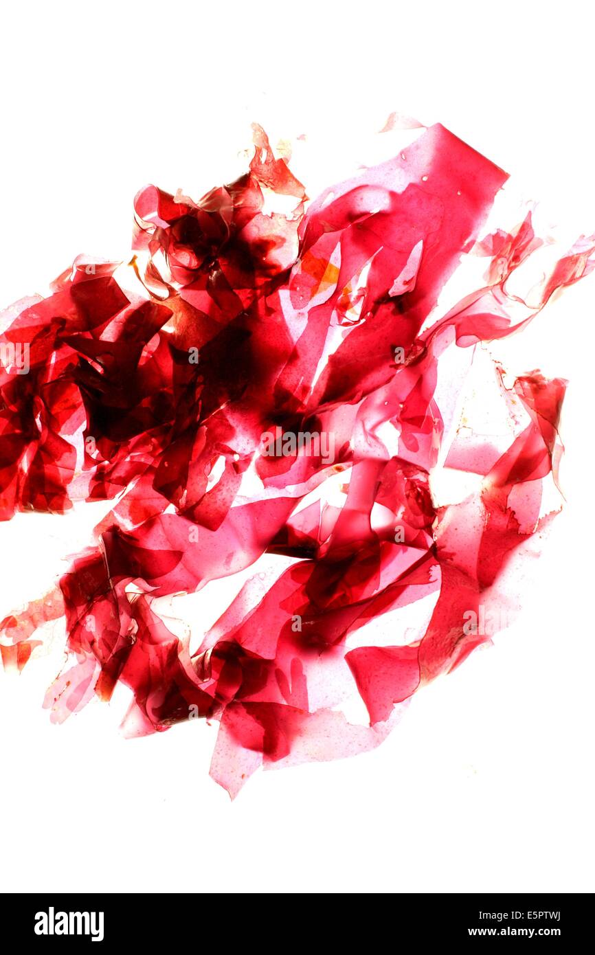 Edible red seaweed : dulce (Palmaria palmata Stock Photo - Alamy