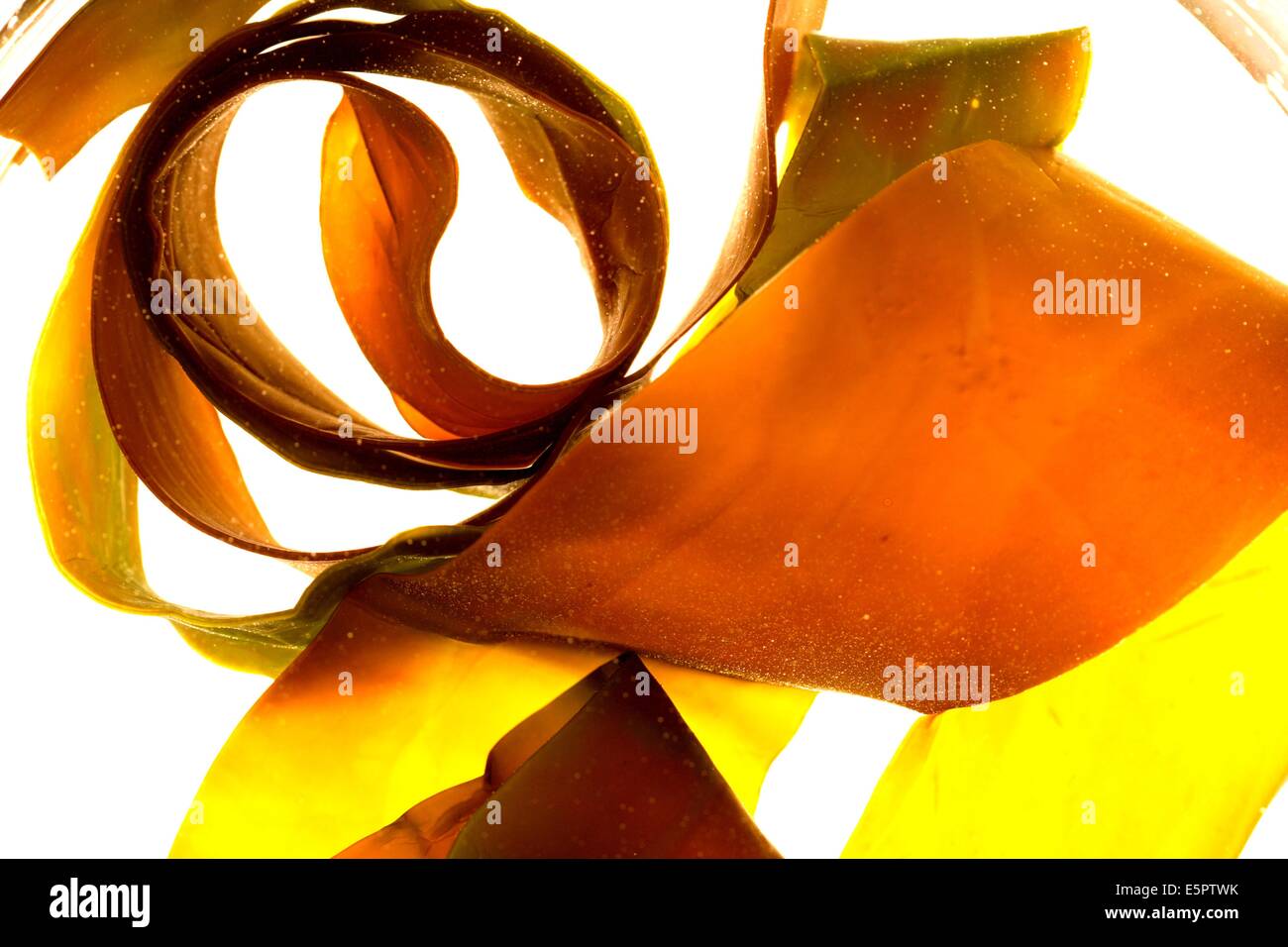 Edible brown seaweed : Breton kombu (Laminaria sp, kelp), also known as ...