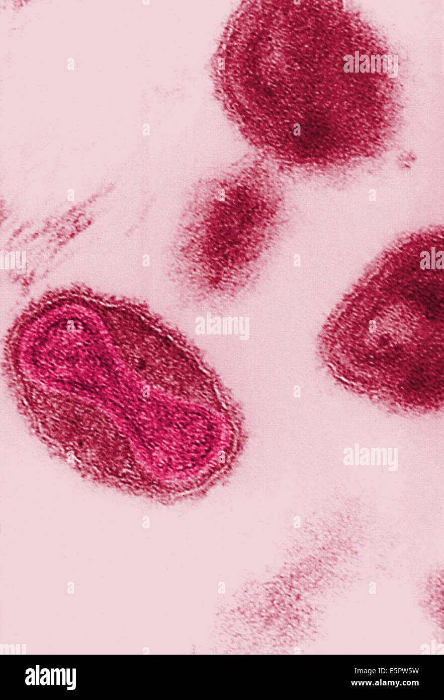 Variola Virus Stock Photos & Variola Virus Stock Images - Alamy