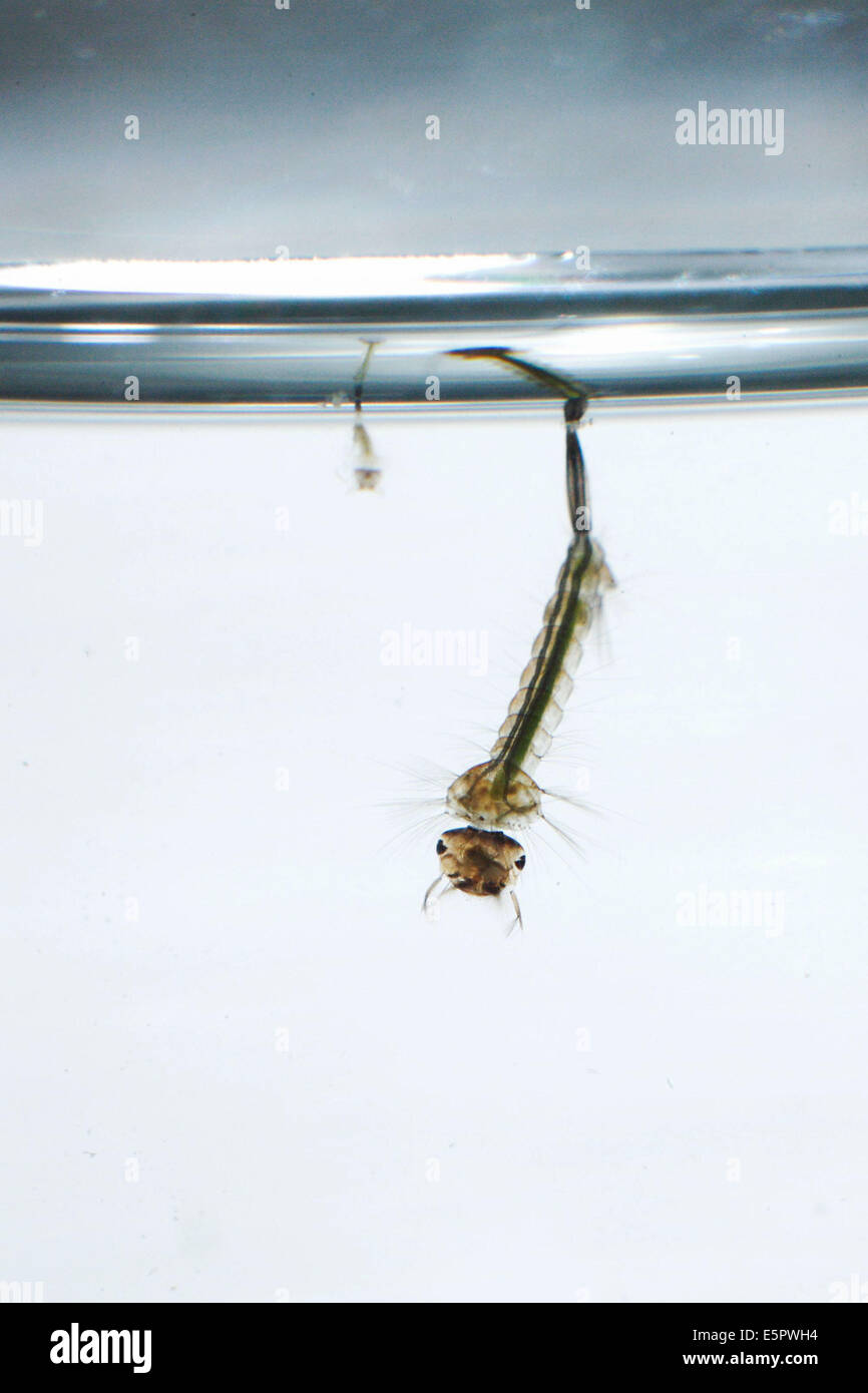 Mosquito larvae water surface hi-res stock photography and images - Alamy