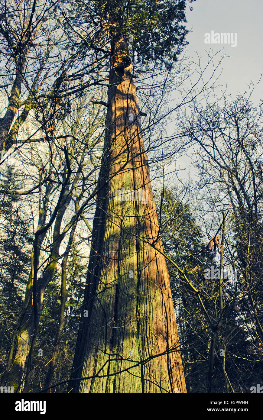 Western Red cedar in Stanley Park Stock Photo - Alamy