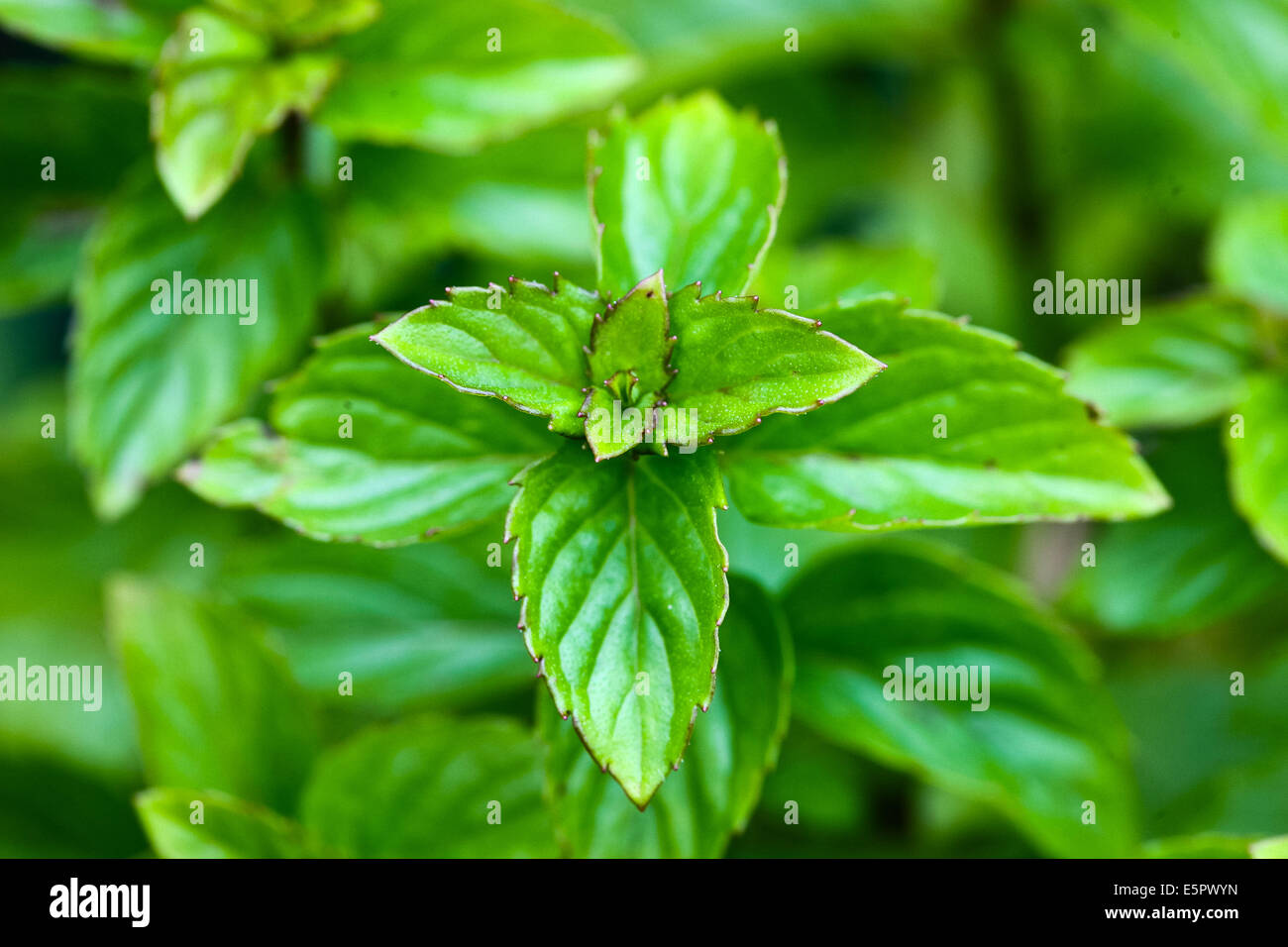 Peppermint (Mentha x piperata Stock Photo - Alamy