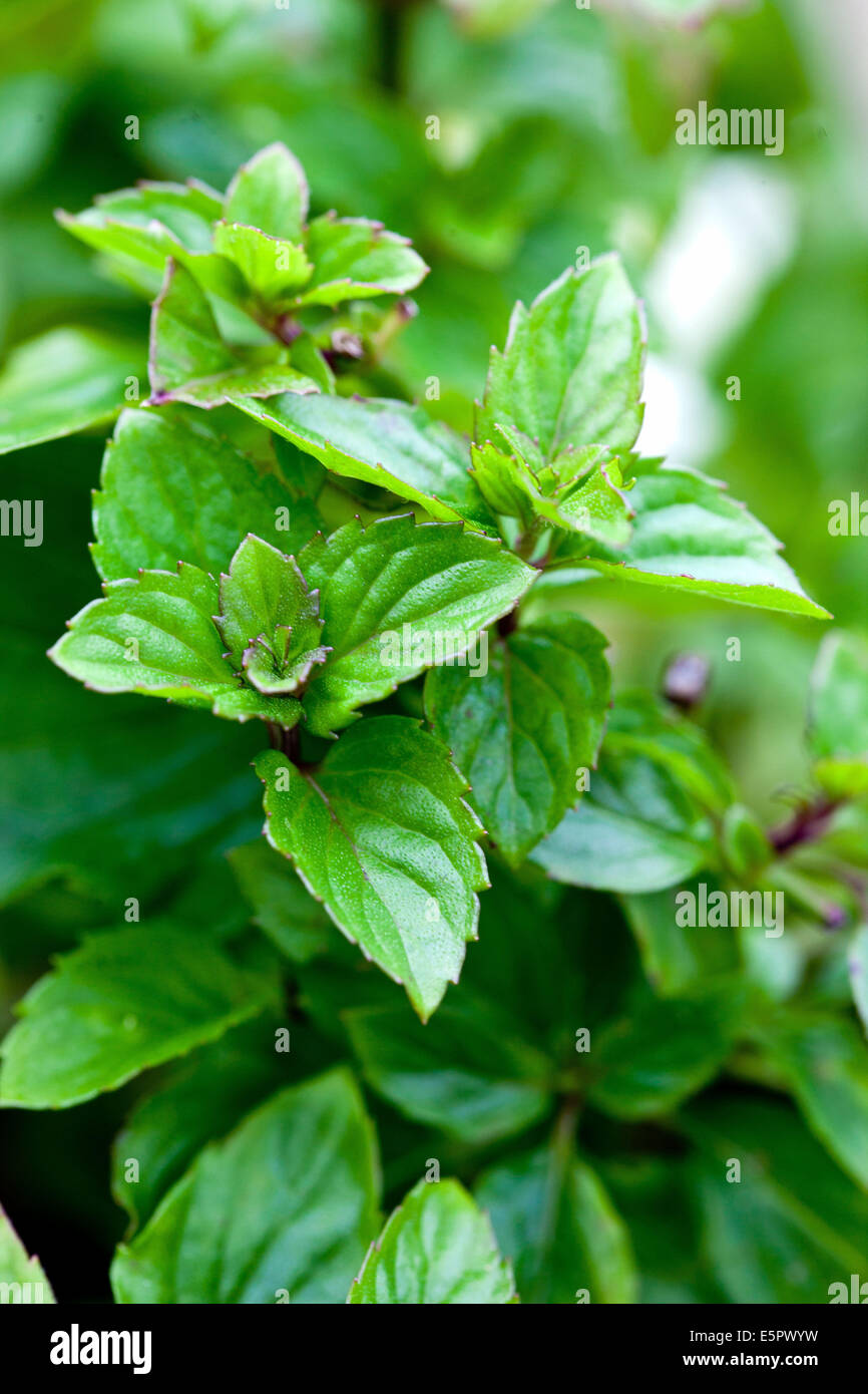 Mentha piperata hi-res stock photography and images - Alamy