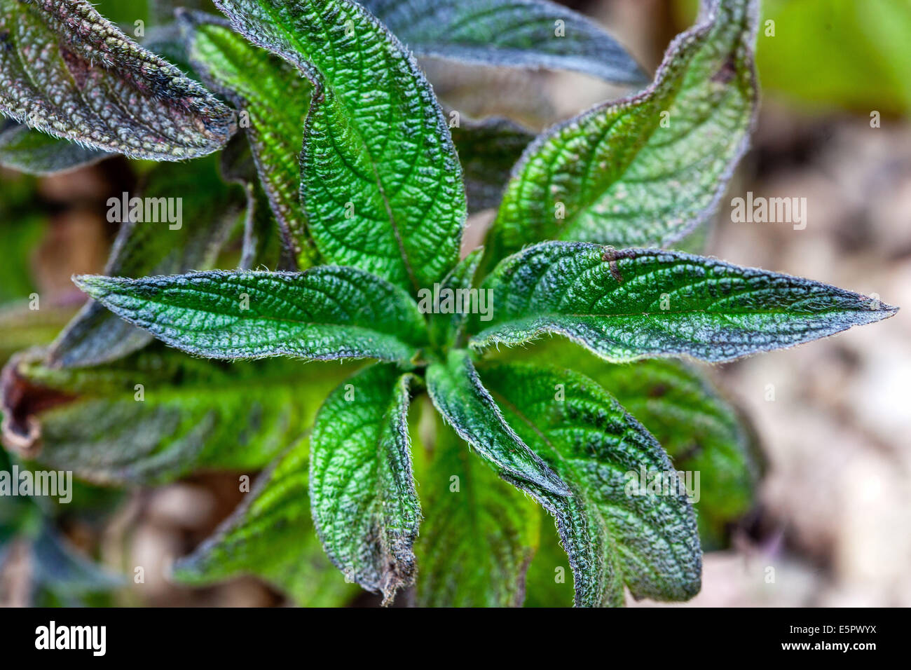 Heliotropium sp hi-res stock photography and images - Alamy