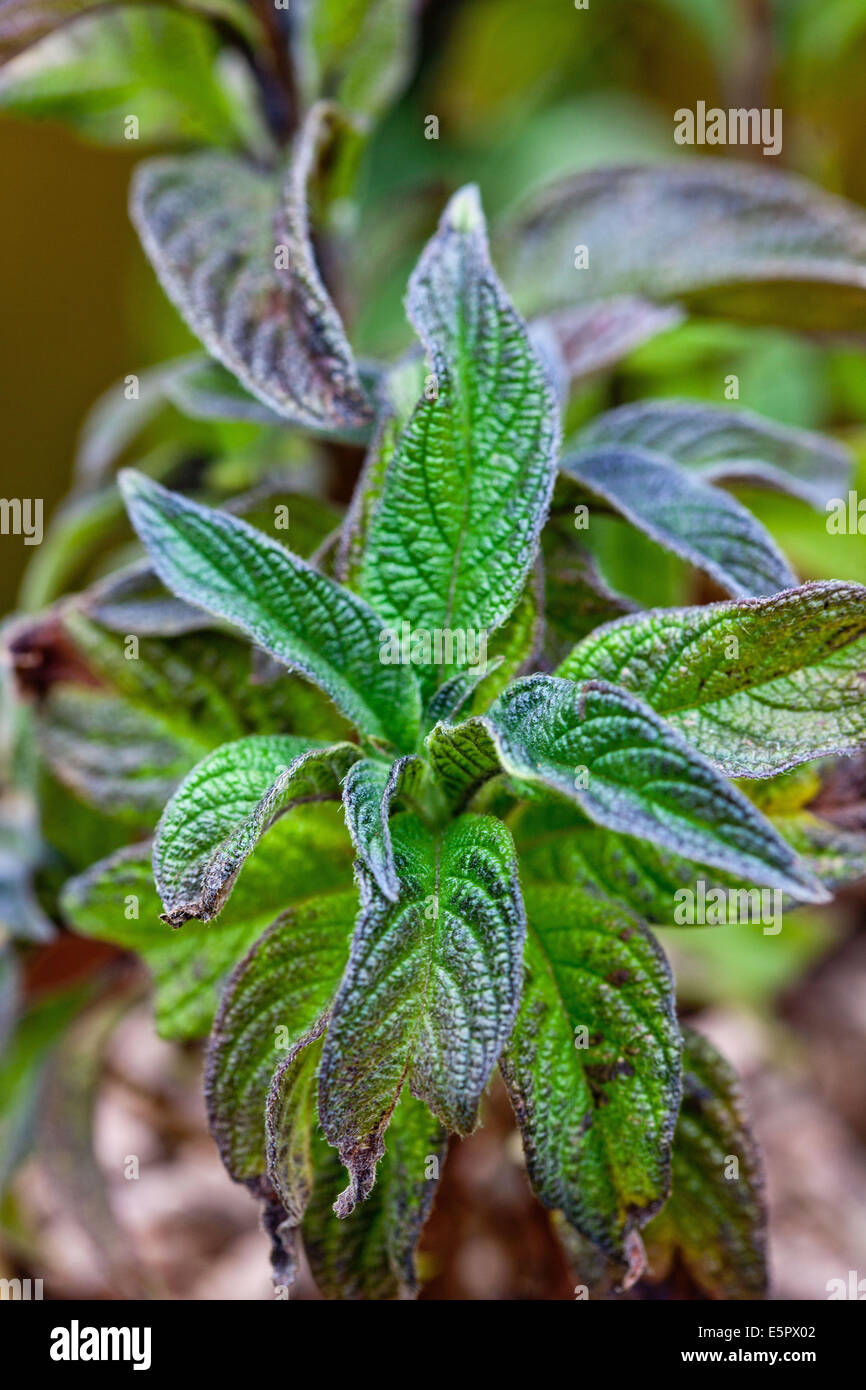 Heliotrope (Heliotropium sp Stock Photo - Alamy