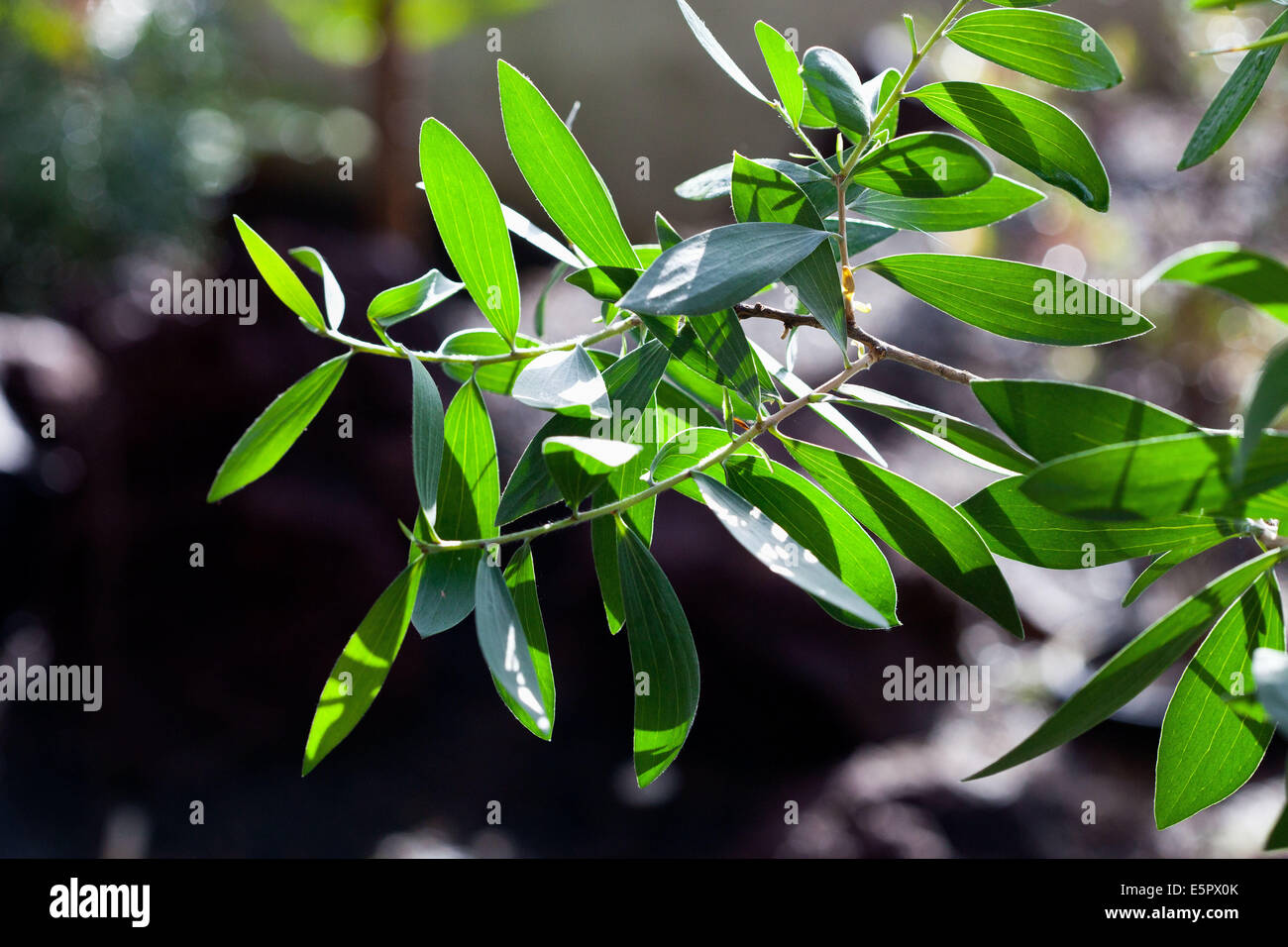Melaleuca melaleuca hi-res stock photography and images - Alamy