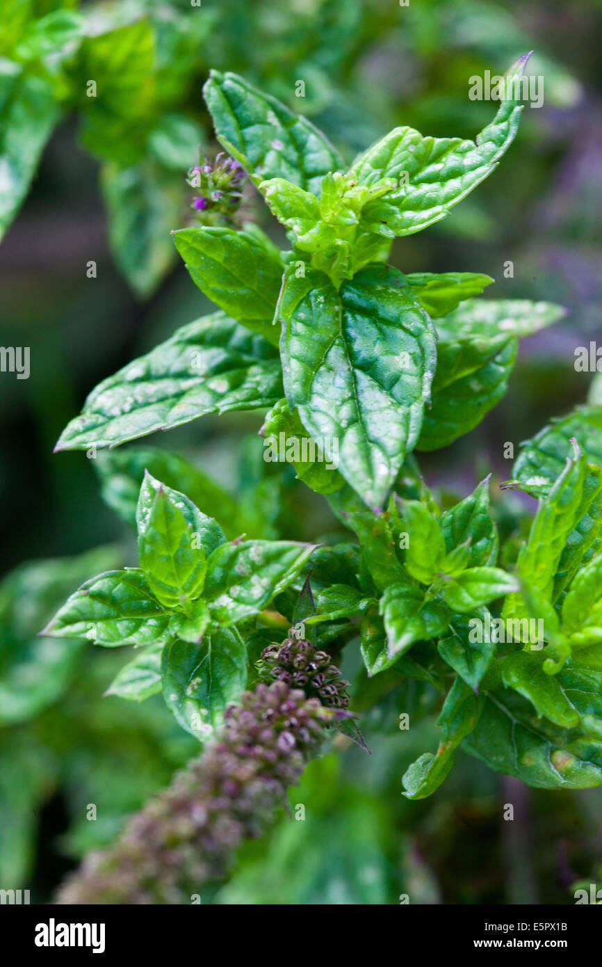 Peppermint (Mentha piperita Stock Photo - Alamy