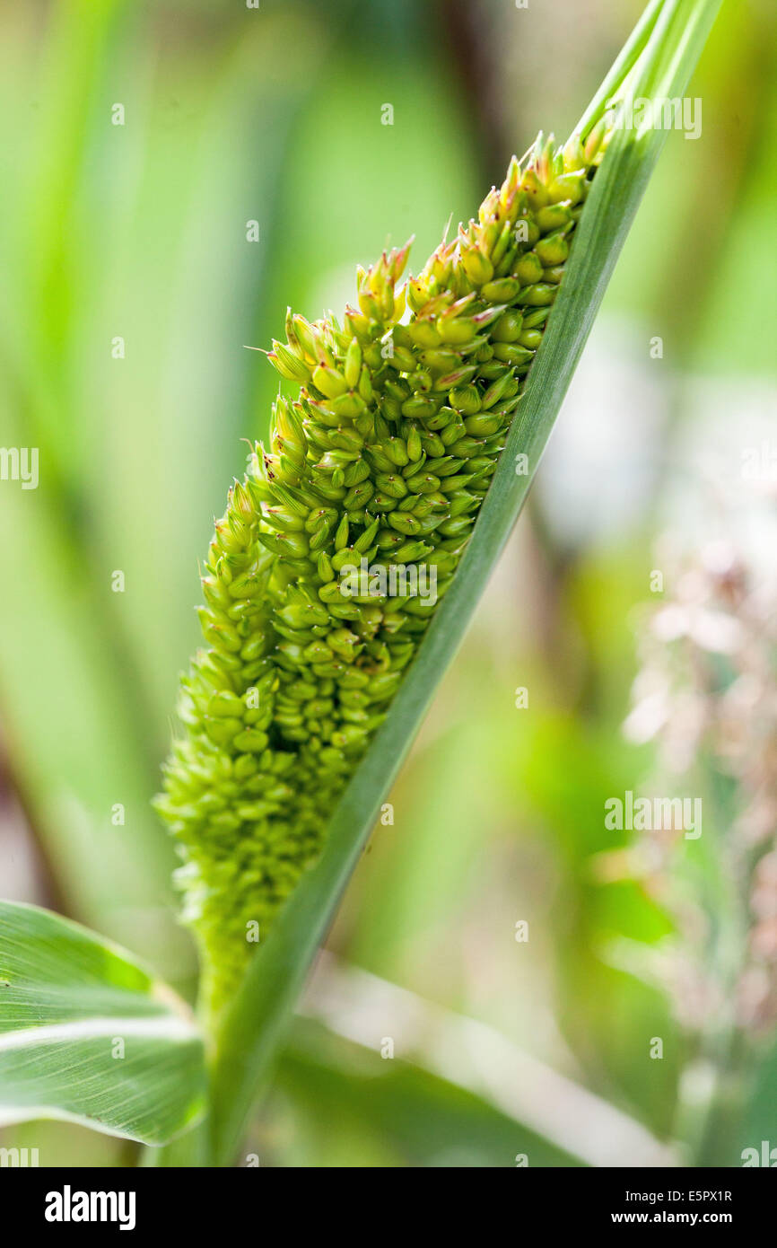 Grain sorghum head hi-res stock photography and images - Alamy