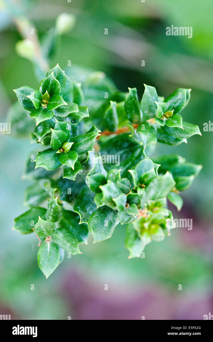 Periwinkle or myrtle hi-res stock photography and images - Alamy