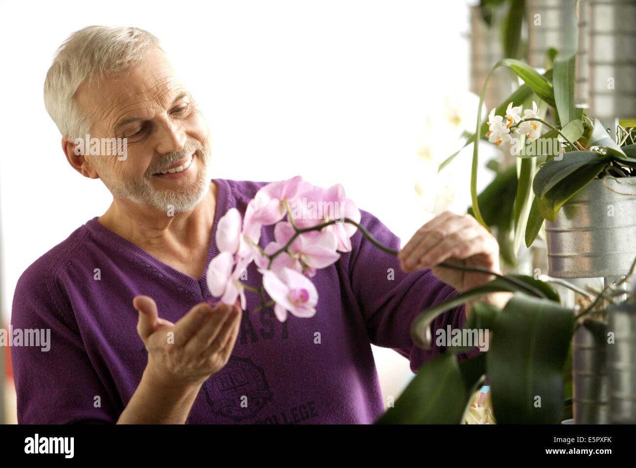 Man arranging flowers Stock Photo - Alamy