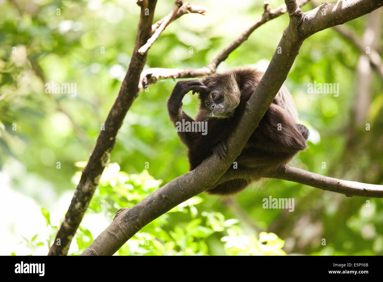Monkey in the rainforest, Guatemala Stock Photo - Alamy