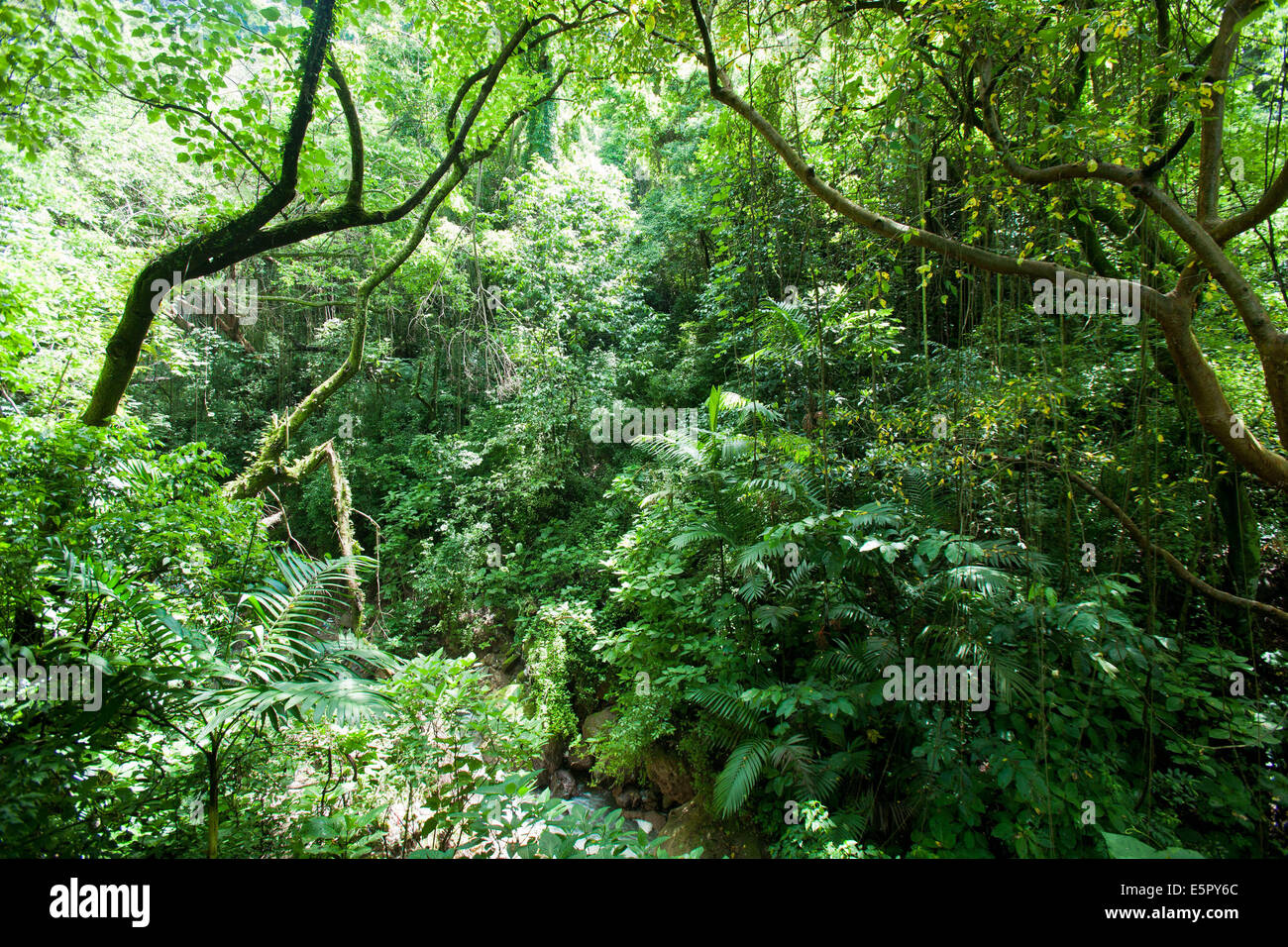Tropical rain forest in Guatemala Stock Photo - Alamy