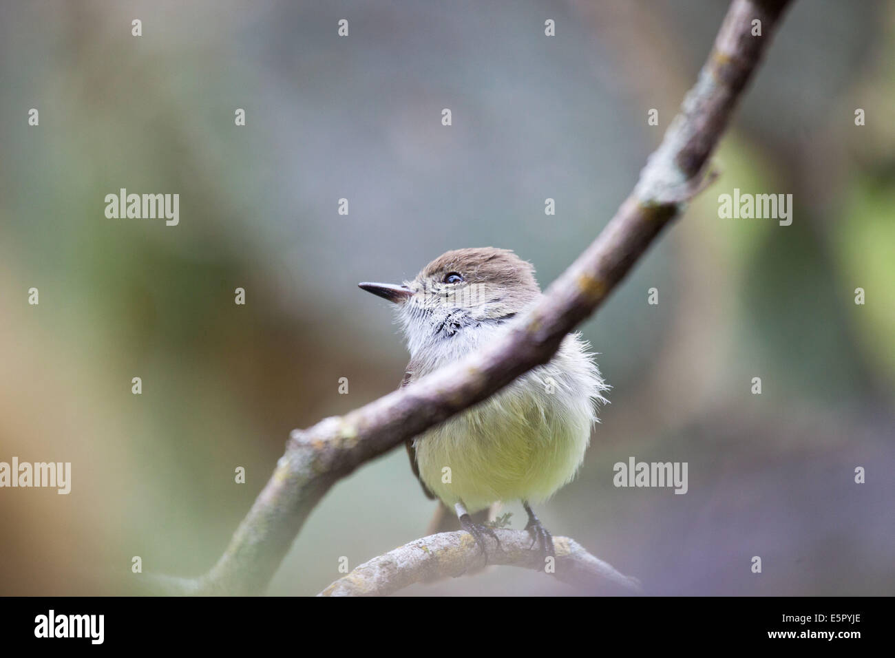 Sharp Beaked Ground Finch (Geospiza difficilis), Galapagos islands ...