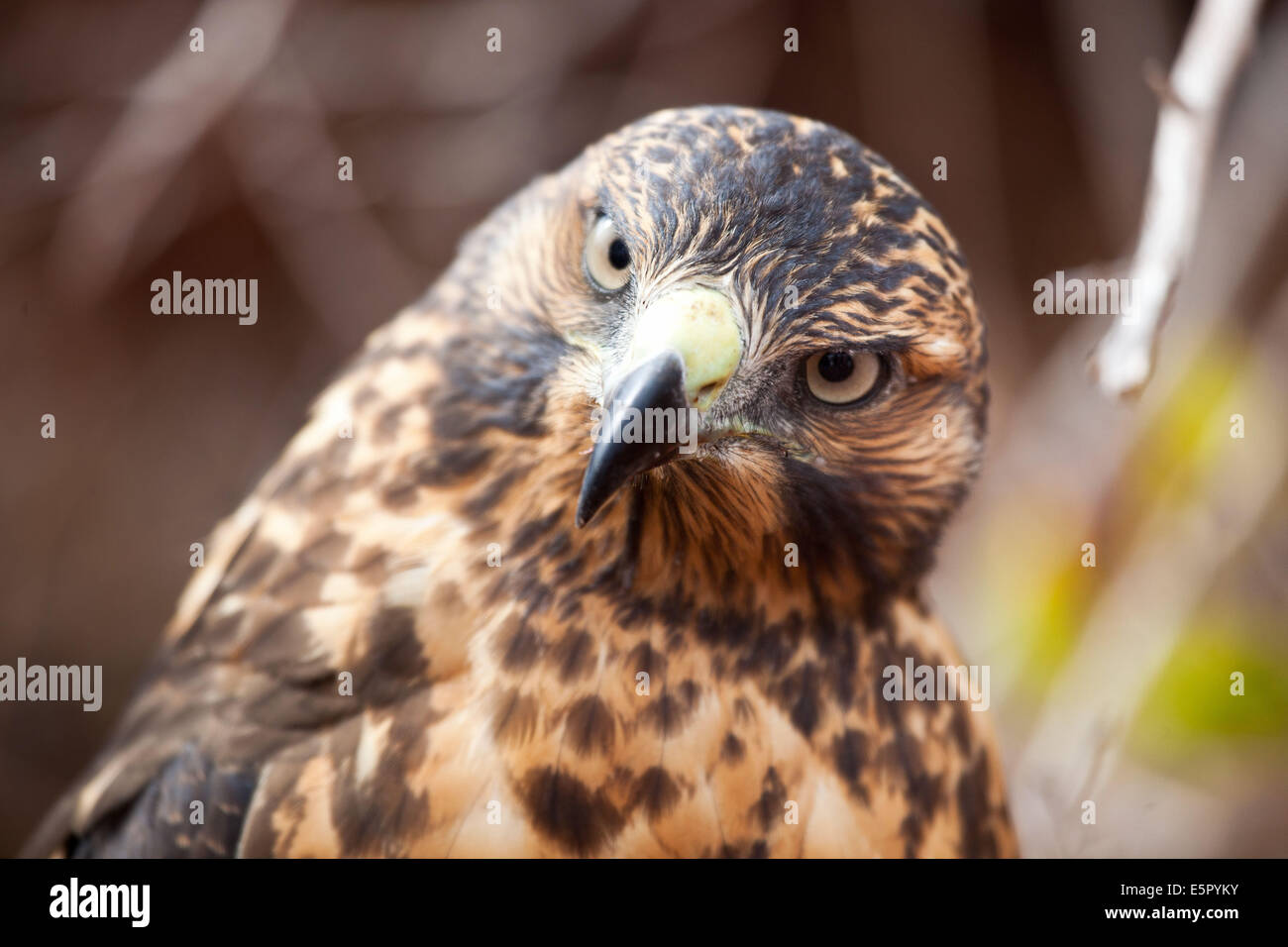 Galapagos hawk (Buteo galapagoensis), Galapagos islands Stock Photo - Alamy