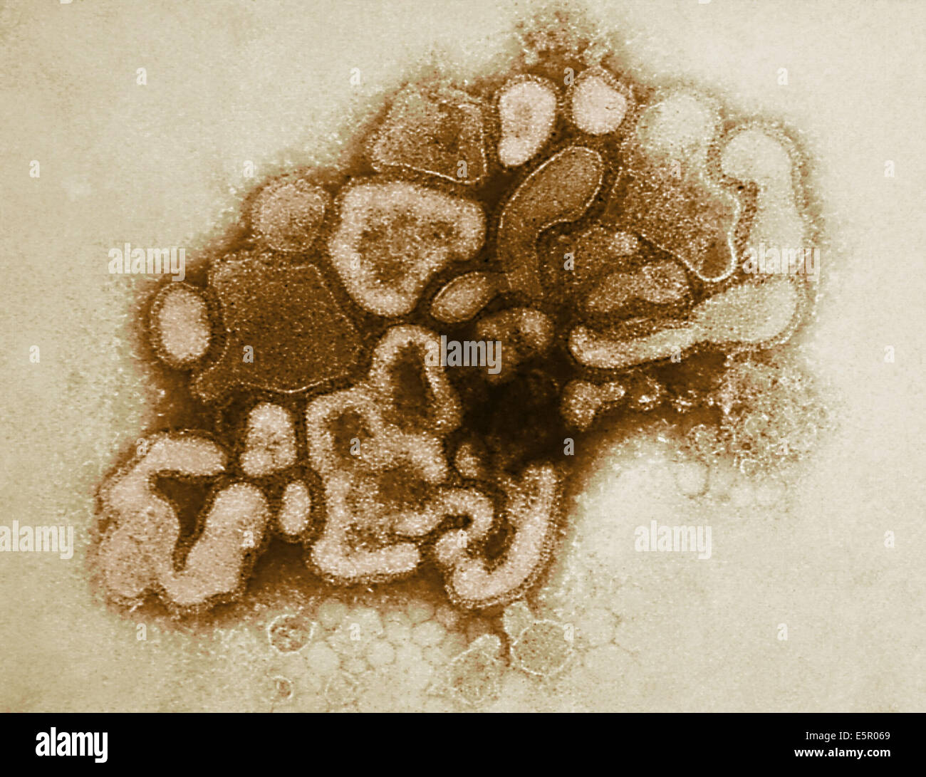 Transmission Electron Micrograph (TEM) of Spanish flu virus, This ...
