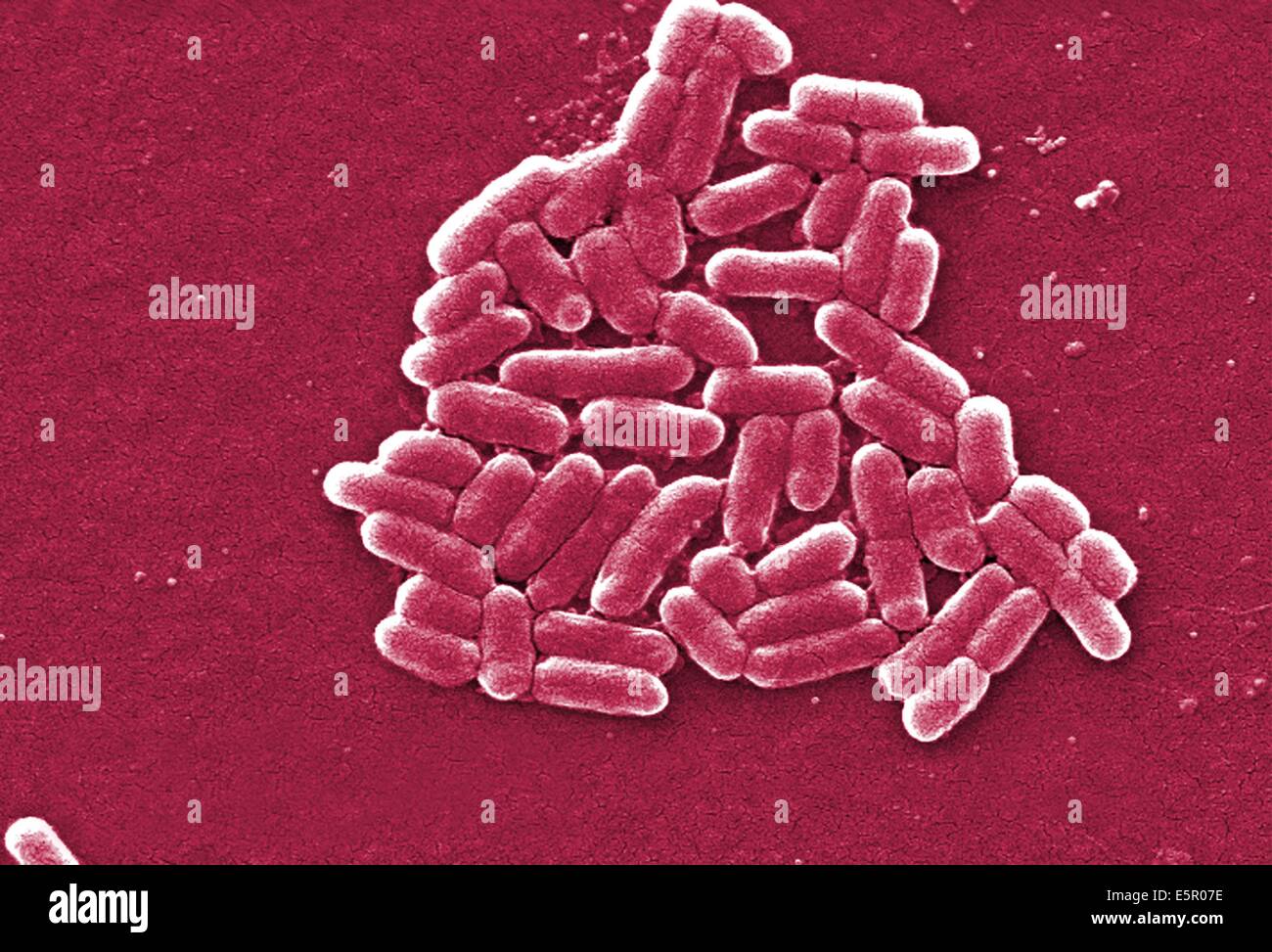 Escherichia coli micrograph hi-res stock photography and images - Alamy