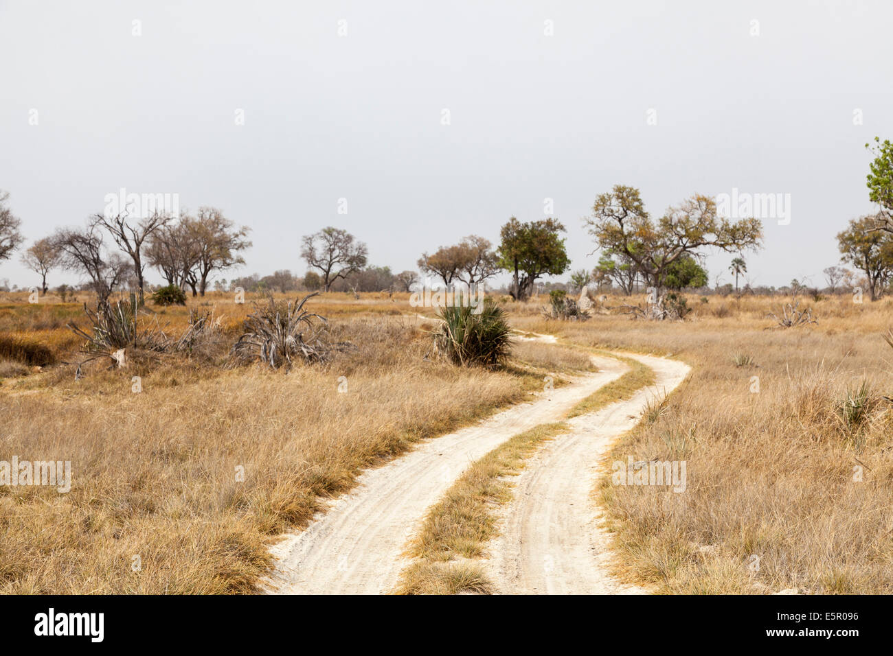Typical dry season terrain in the Okavango Delta, Botswana, with tracks ...