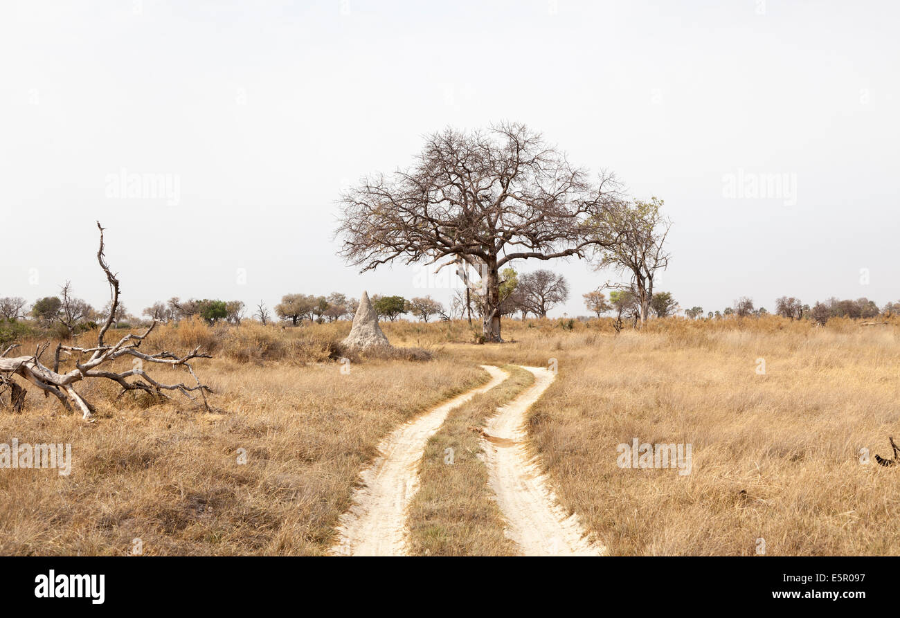 Typical dry season terrain in the Okavango Delta, Botswana, with tracks ...