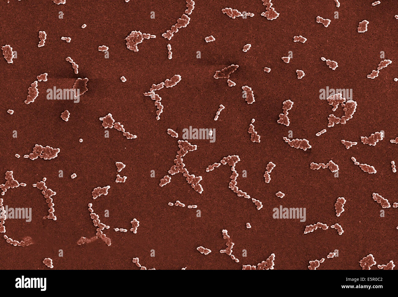 Acinetobacter baumannii hi-res stock photography and images - Alamy
