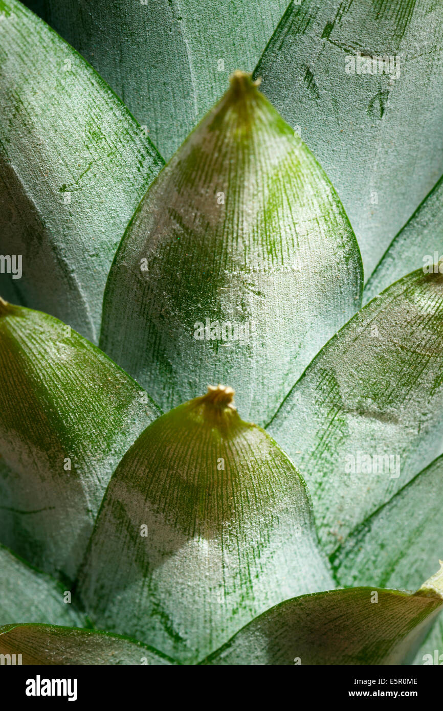 Pineapple leaves hi-res stock photography and images - Alamy