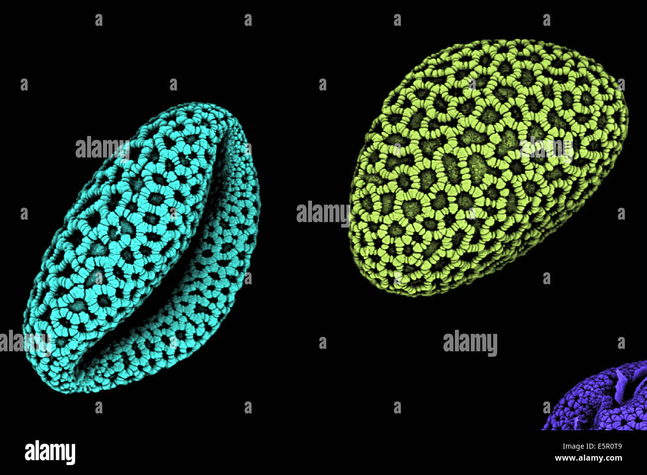 Scanning electron micrograph (SEM) of a pollen of lilaceae Stock Photo ...