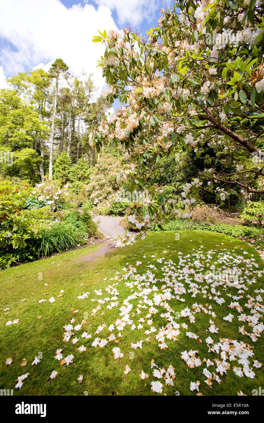 Inverewe garden, planted in the 19th century, Scotland Stock Photo - Alamy