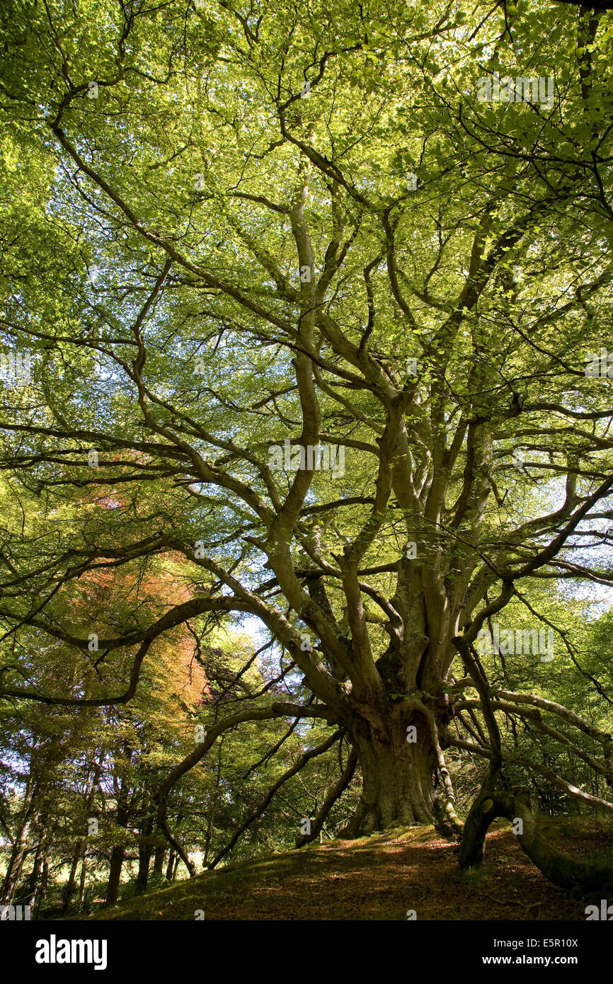 Beech wood (Fagus Sylvatica) planted between 1650 and 1700, Kilravock ...