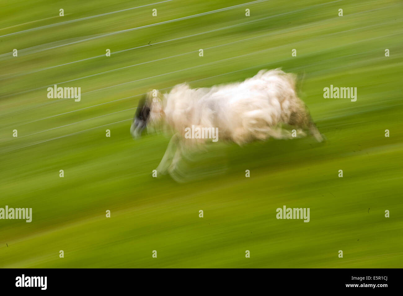 Running sheep in meadow Stock Photo - Alamy Running sheep in meadow Stock Photo - Alamy