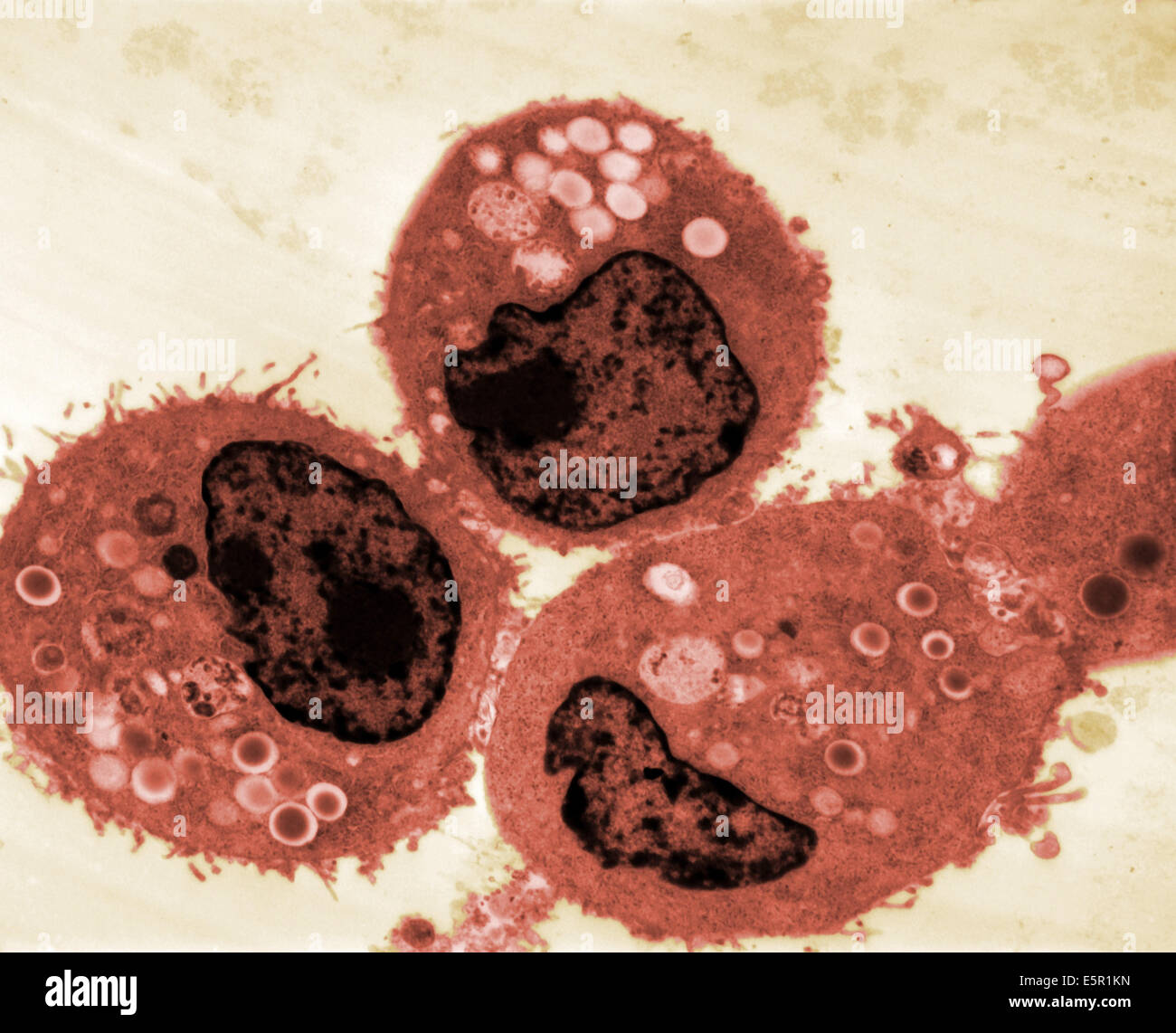 Leukocytes Under Microscope