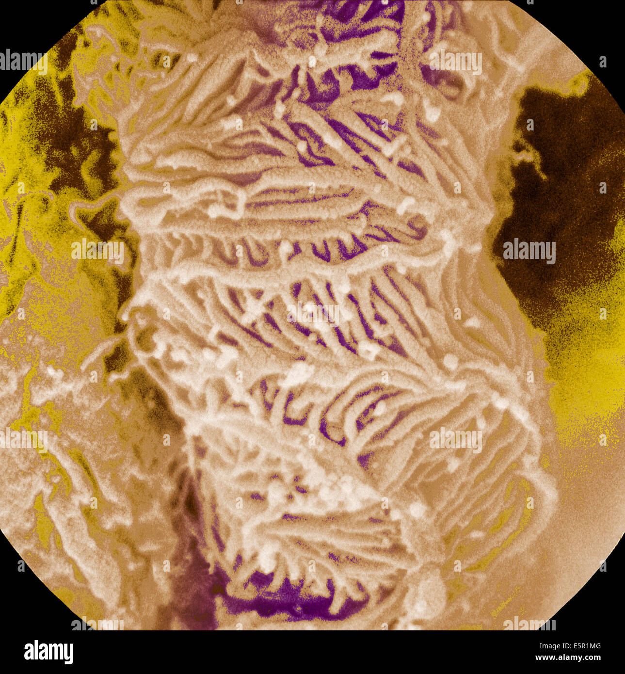 Scanning electron micrograph (SEM) of a glomerulus, On the surface, the ...