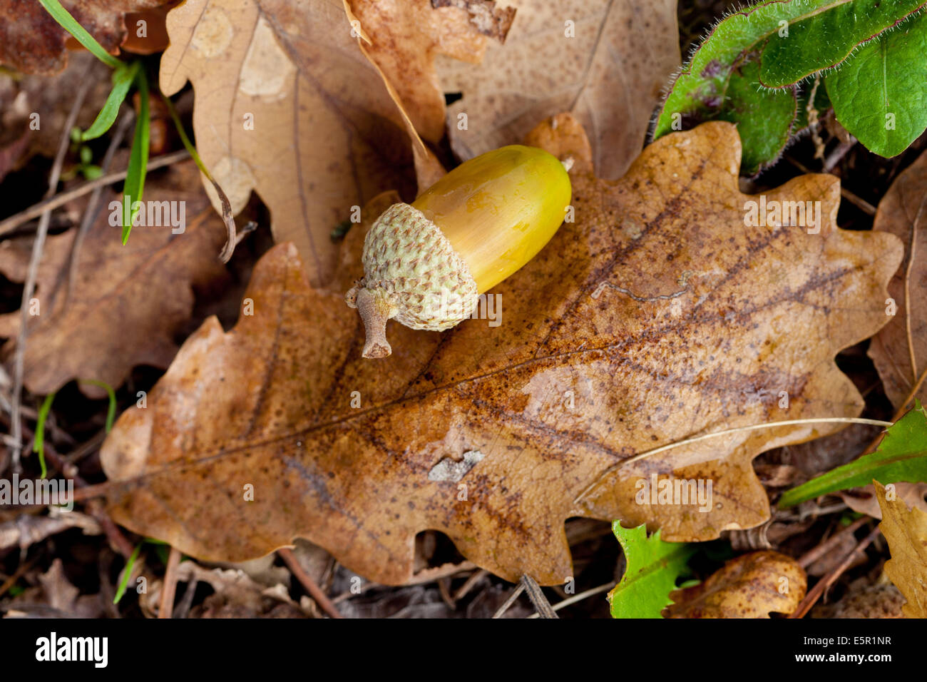 Acorn fruit hi-res stock photography and images - Alamy