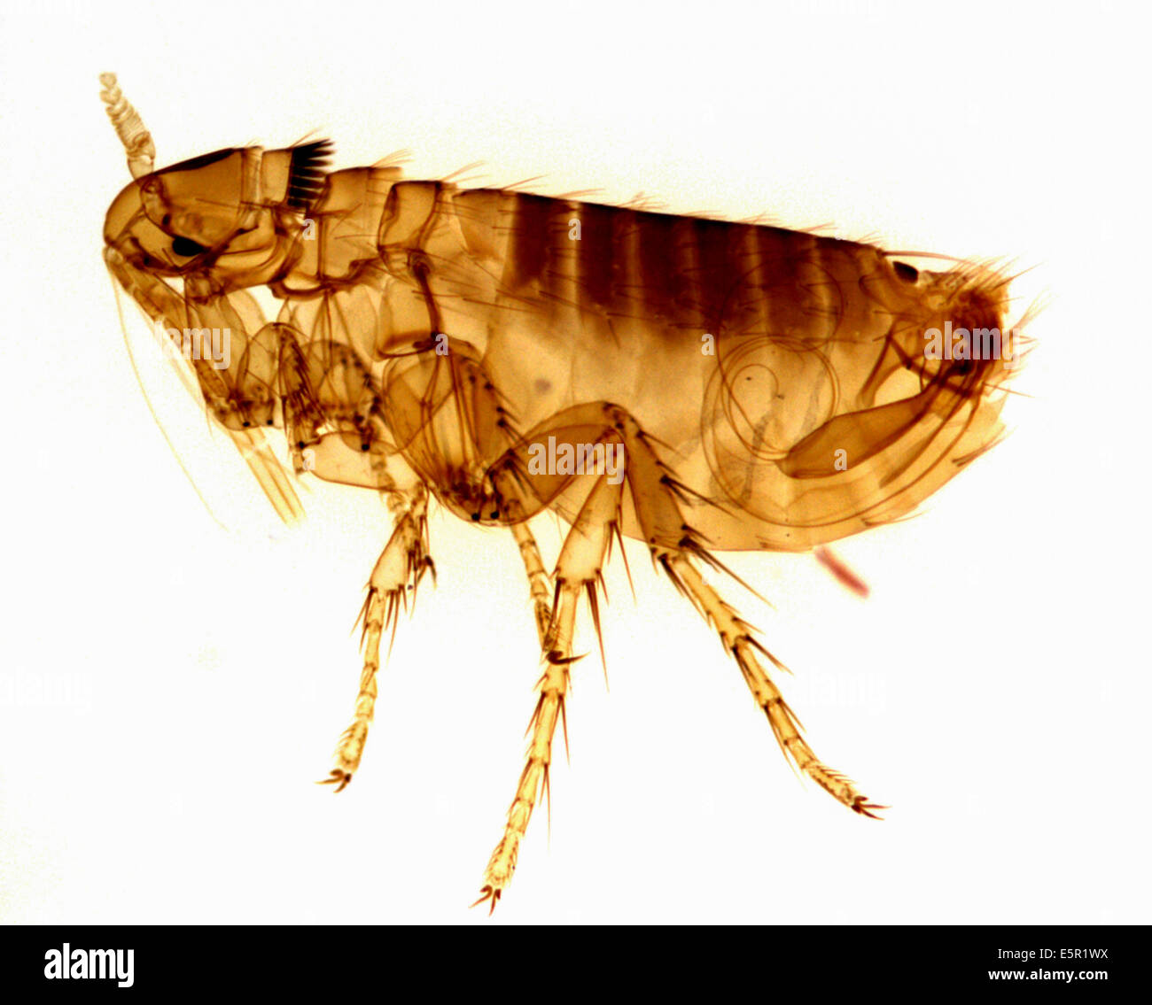 Ectoparasite hi-res stock photography and images - Alamy