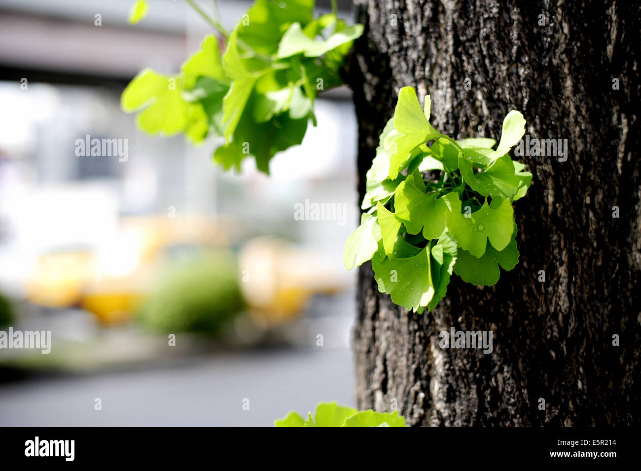 Medicinal plant ginkgo biloba hi-res stock photography and images - Alamy