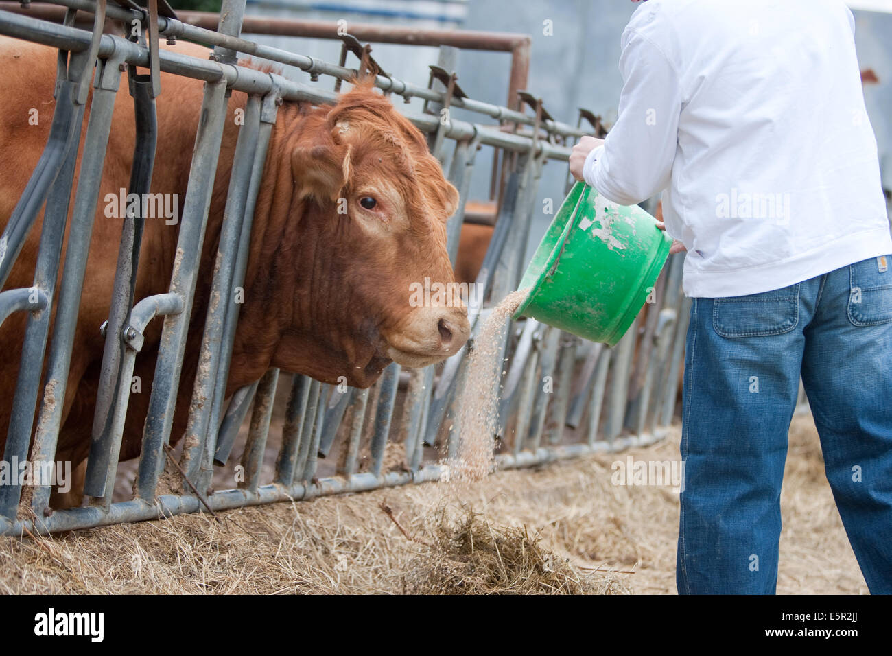 Man and cows hi-res stock photography and images - Alamy