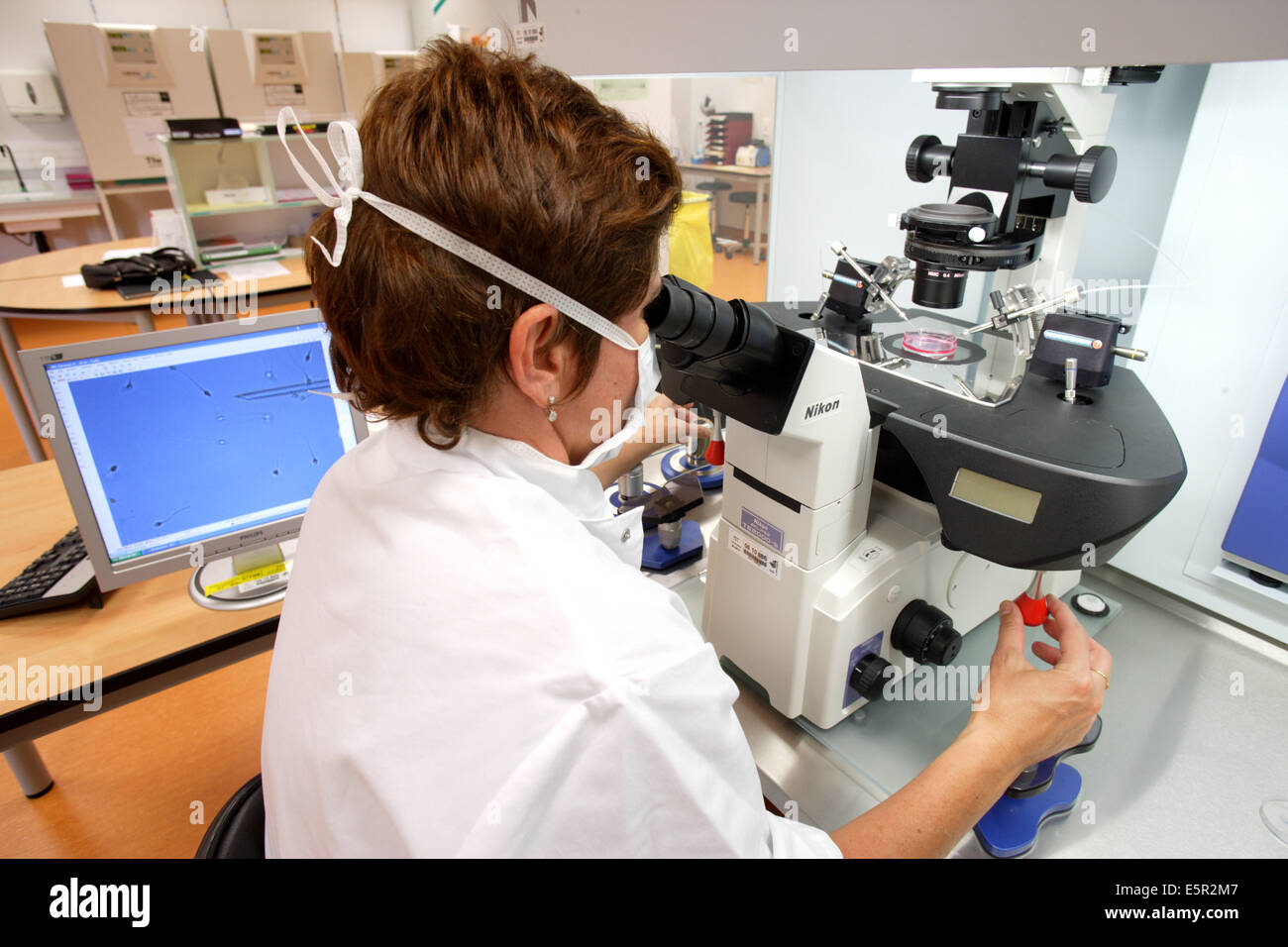 Technician using a light microscope to inject human sperm into a human ...