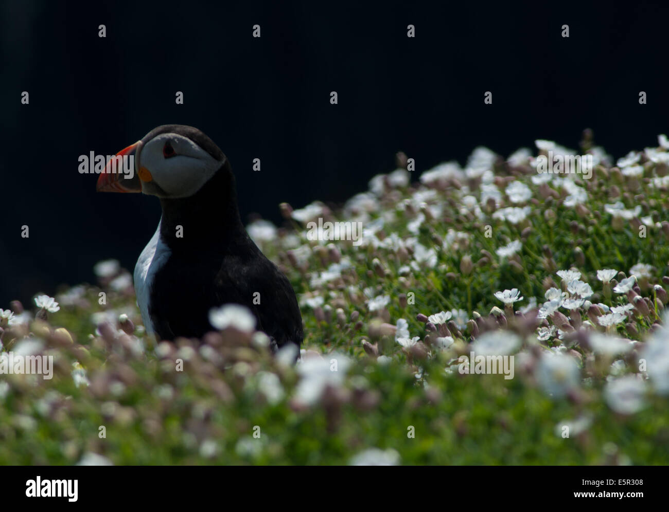 Puffin, birds, flowers Stock Photo - Alamy